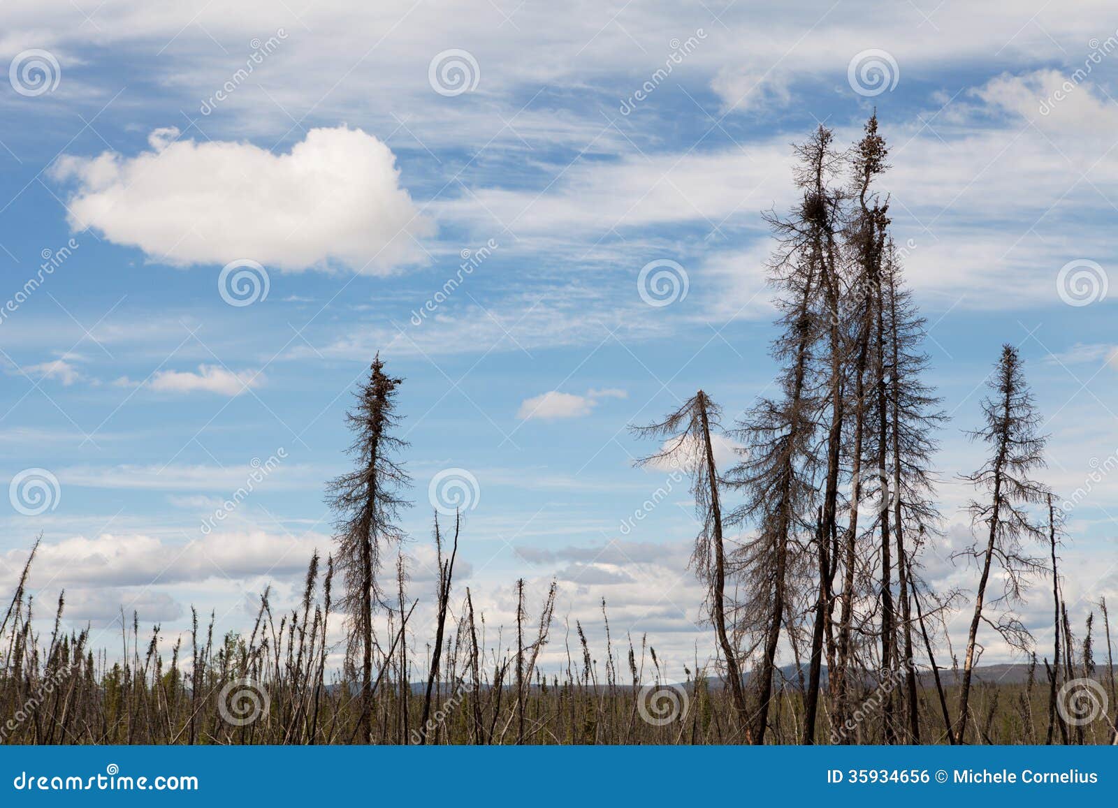 Miles of burned spruce stock photo. Image of burn, fire - 35934656