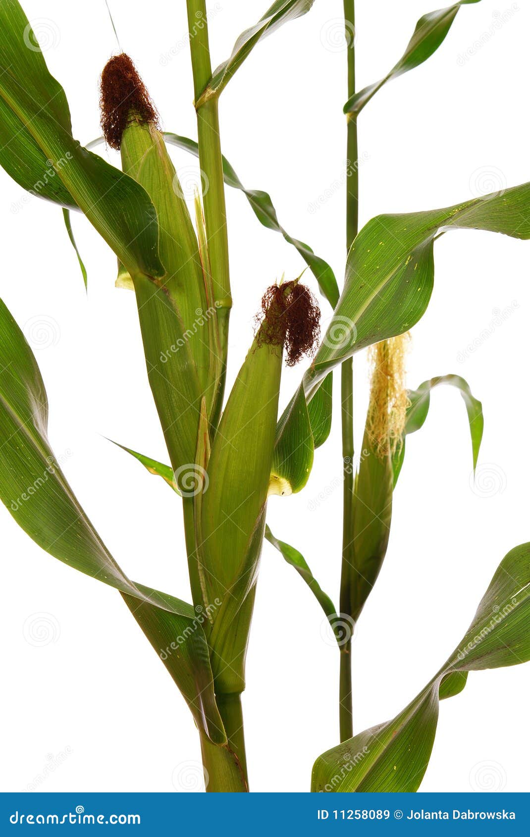 Milho imagem de stock. Imagem de agricultura, cultivo - 11258089