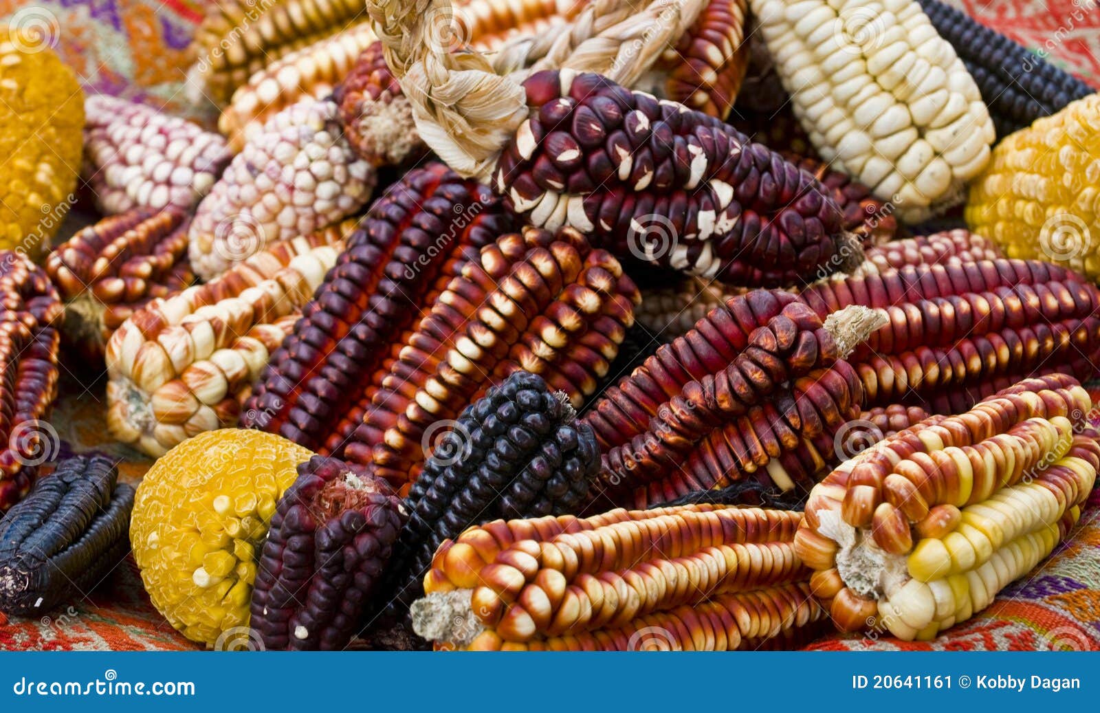 Milho imagem de stock. Imagem de fazenda, planta, cultivar - 20641161