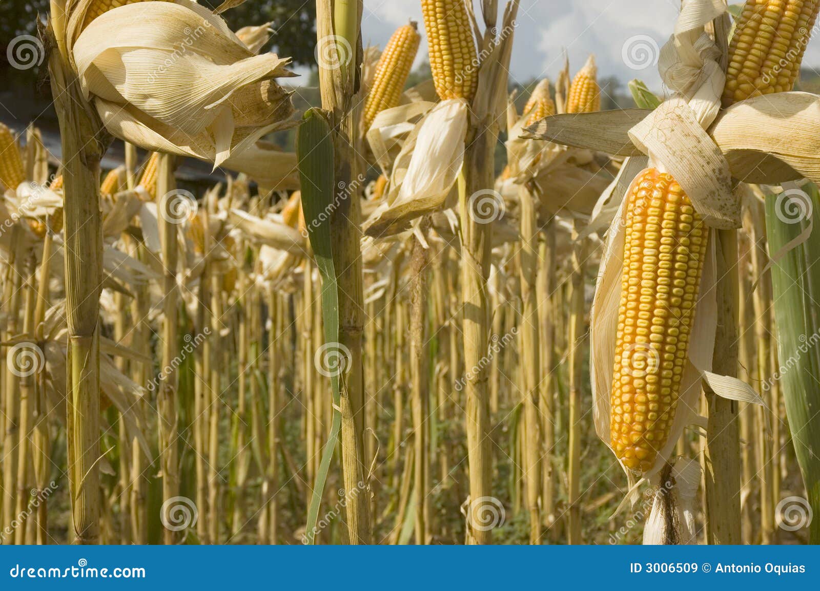 Milho imagem de stock. Imagem de alimento, rural, exterior - 3006509
