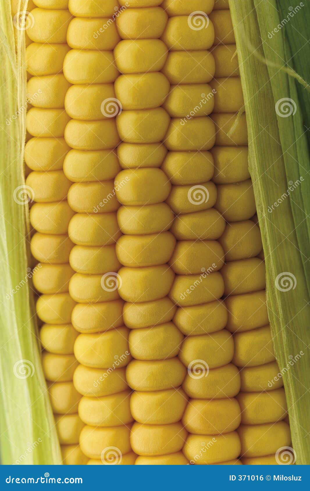 Milho foto de stock. Imagem de cozinha, forma, coma, milho - 371016