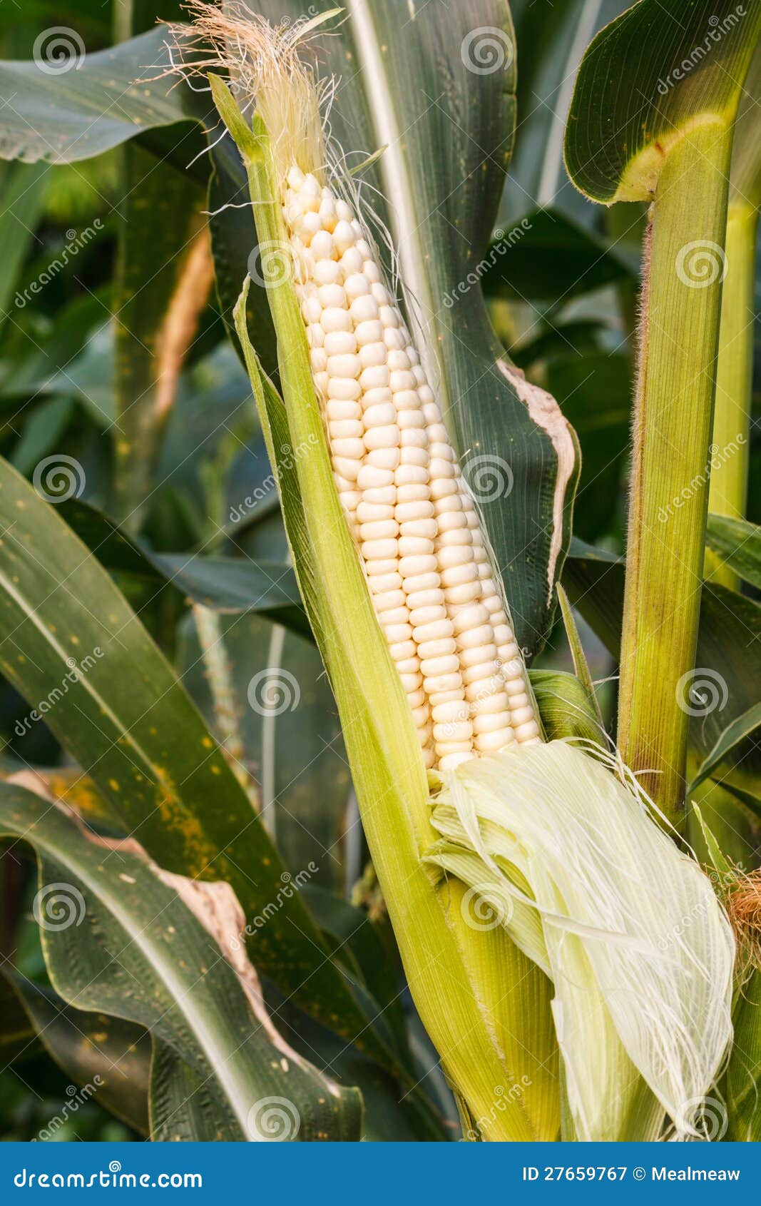 Milho branco no campo imagem de stock. Imagem de agricultura - 27659767