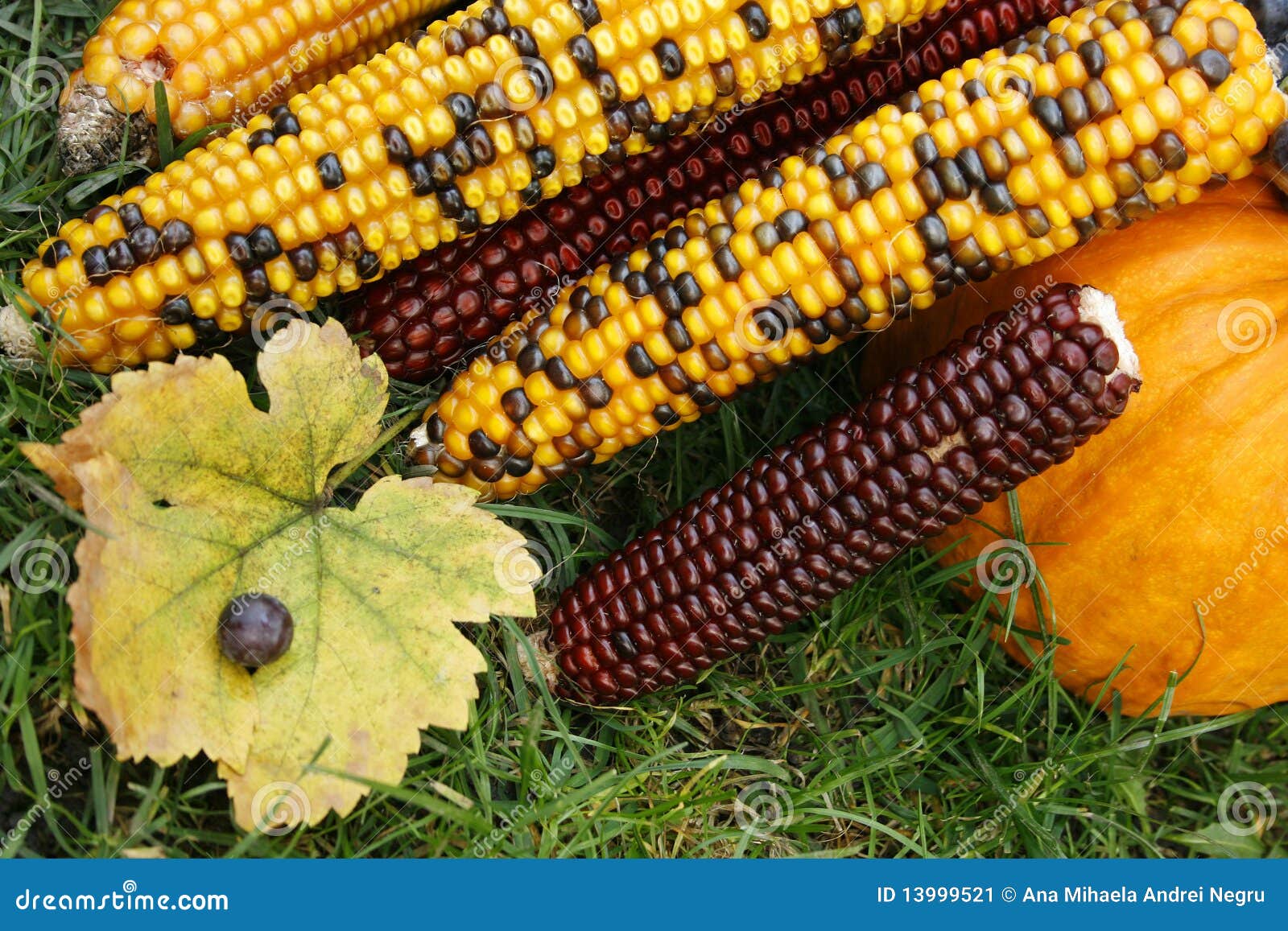 Milho colorido imagem de stock. Imagem de recorte, isolado - 13999521
