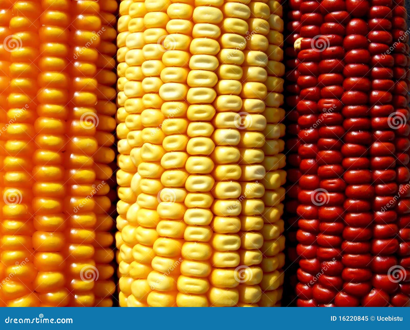 Milho colorido imagem de stock. Imagem de outono, produto - 16220845