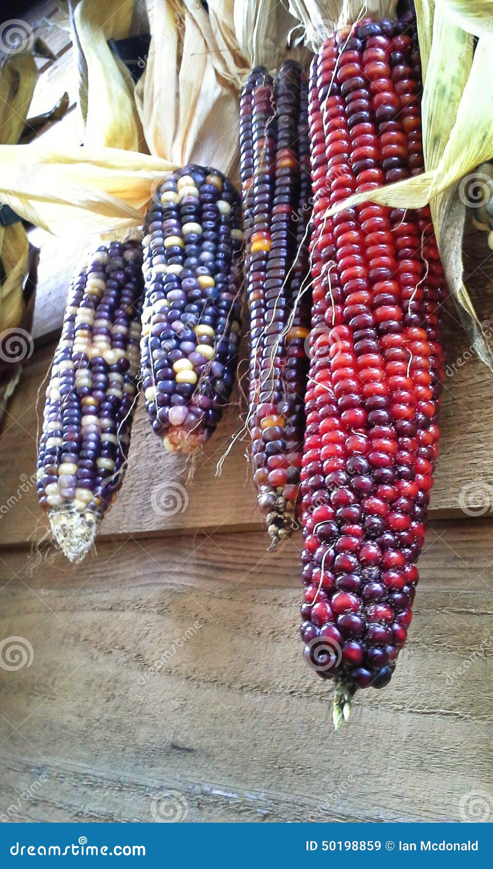 Milho colorido imagem de stock. Imagem de queda, colheita - 50198859