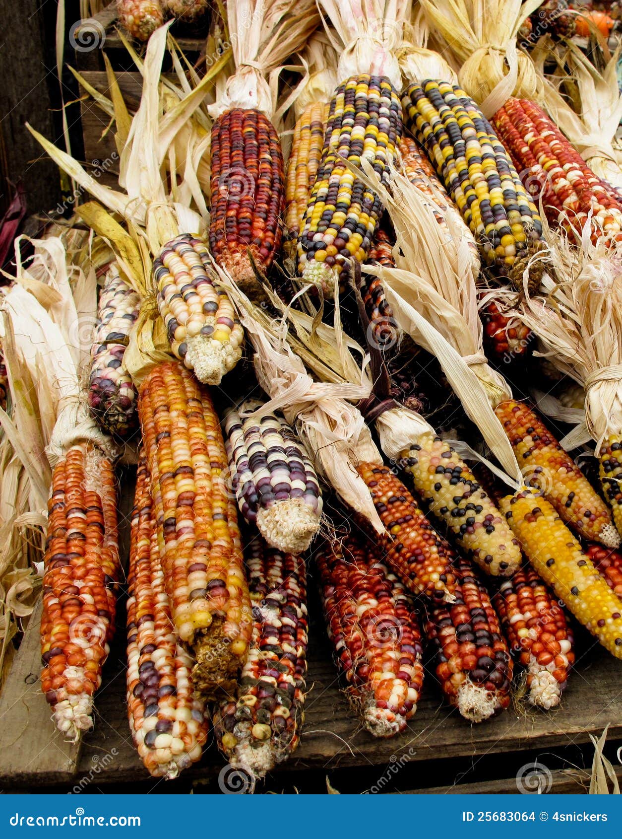Milho colorido do feriado foto de stock. Imagem de nutritivo - 25683064