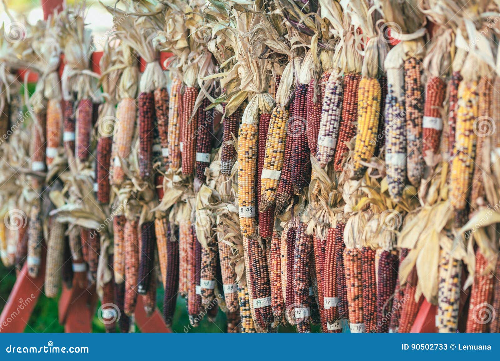 Milho Colorido No Mercado Do Outono Imagem de Stock - Imagem de queda ...