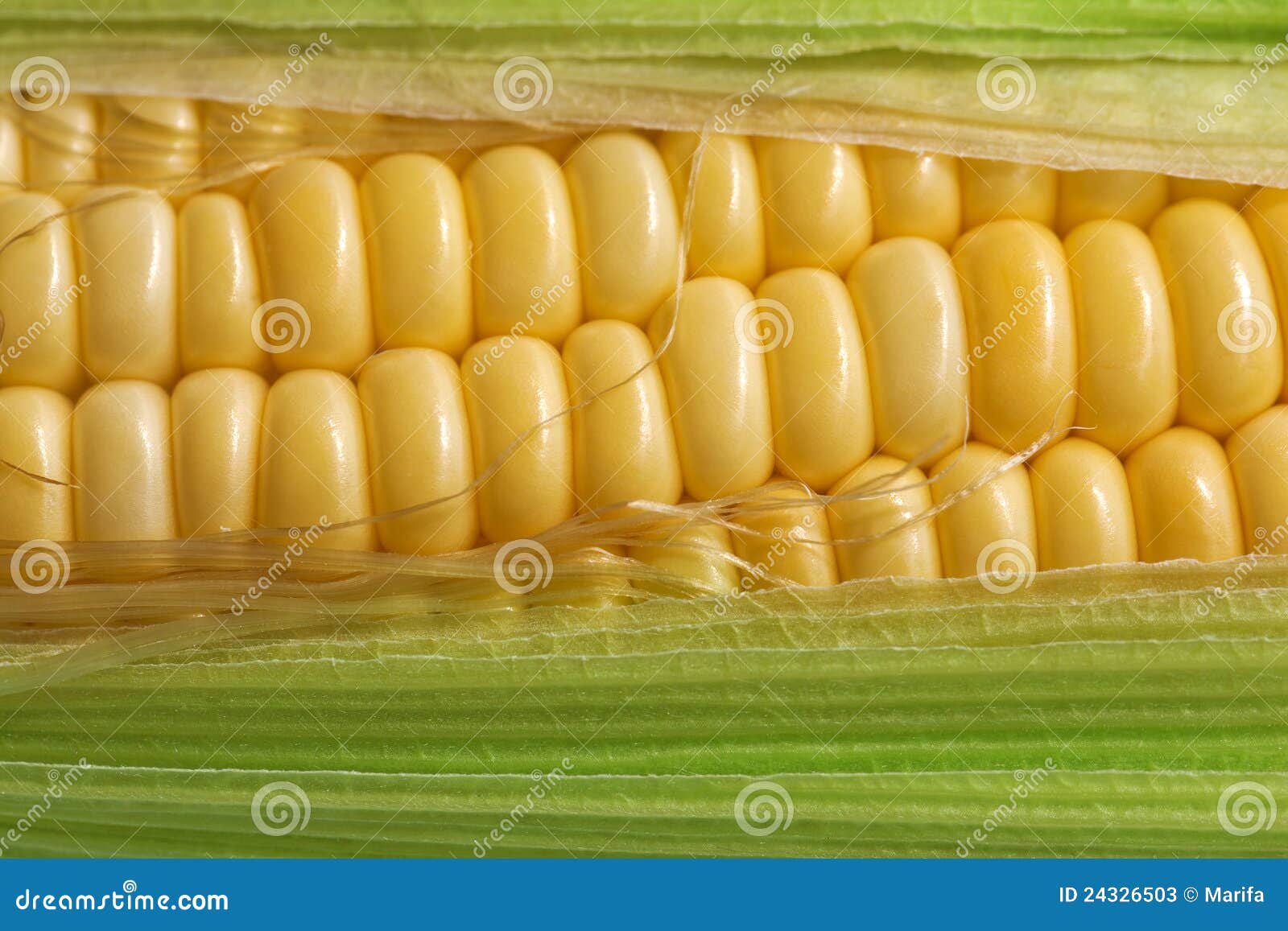 Milho com folha verde imagem de stock. Imagem de rendimento - 24326503