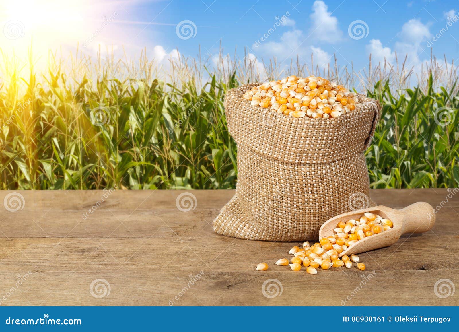 Milho Com Fundo Do Campo Do Milho Imagem de Stock - Imagem de tabela ...