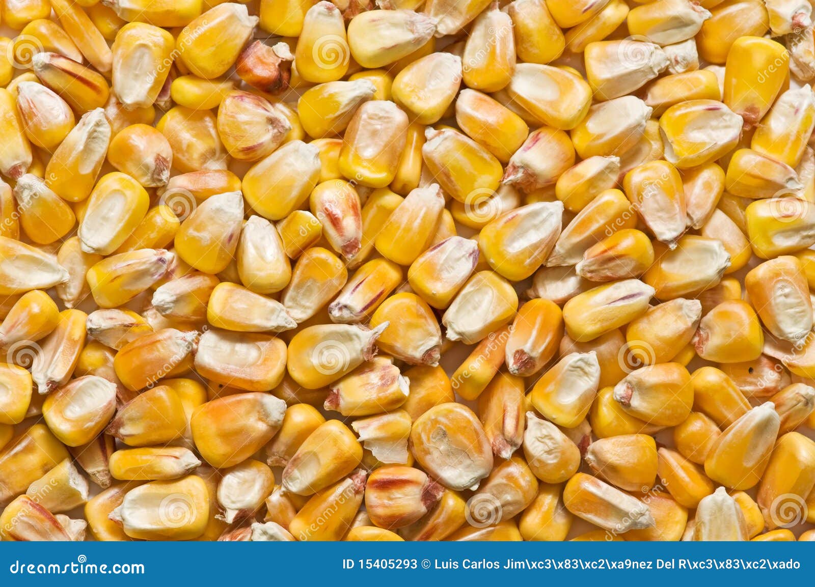 Milho da textura imagem de stock. Imagem de milho, fibra - 15405293