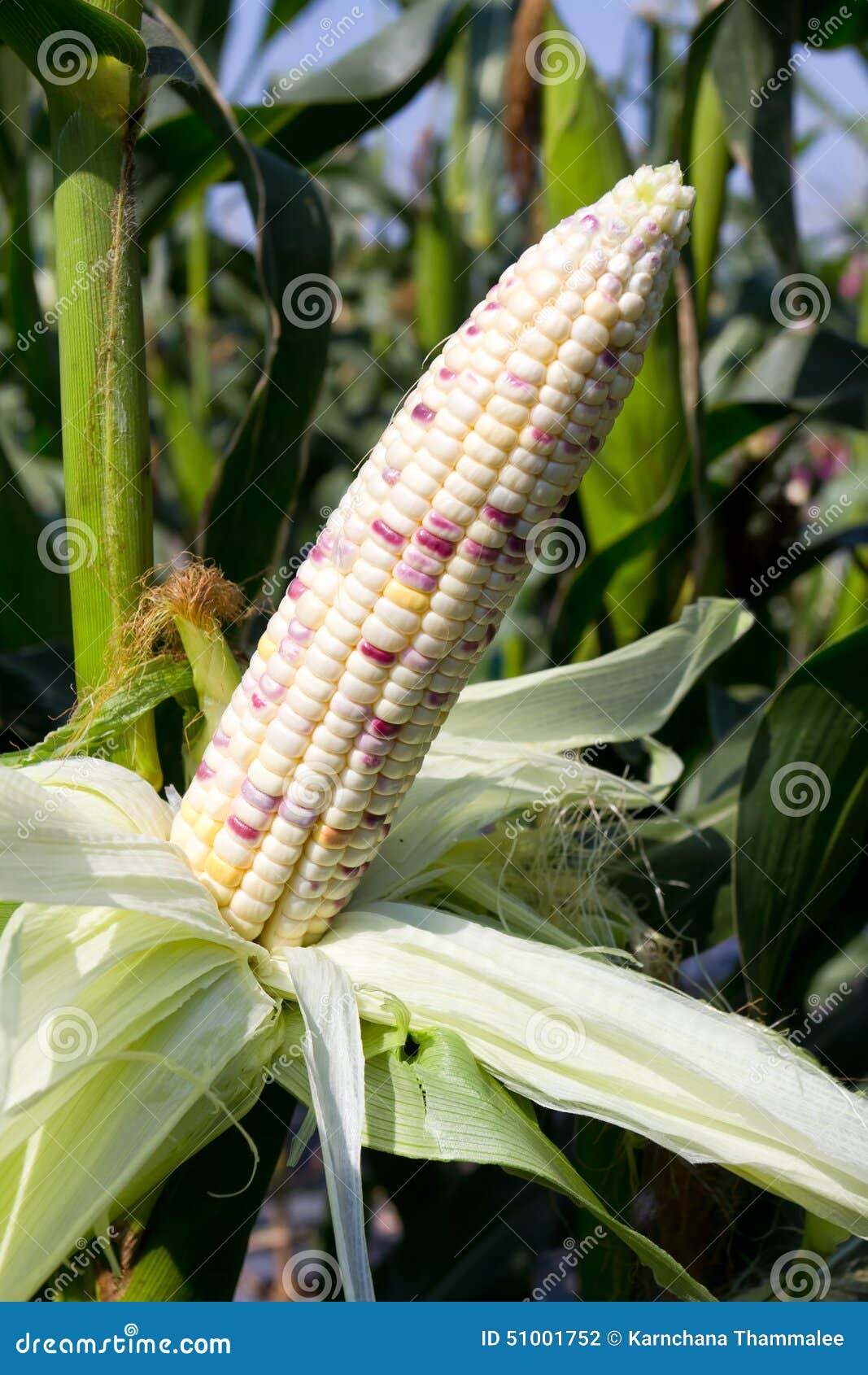 Milho doce foto de stock. Imagem de milho, branco, fresco - 51001752