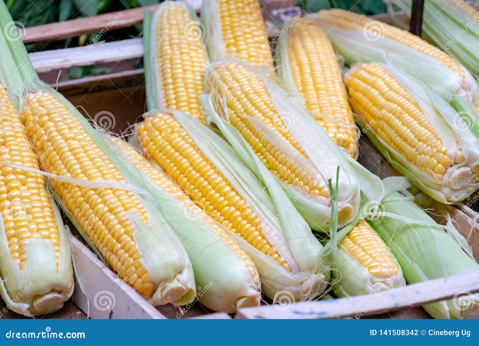 Milho doce foto de stock. Imagem de nave, orelha, centeio - 141508342