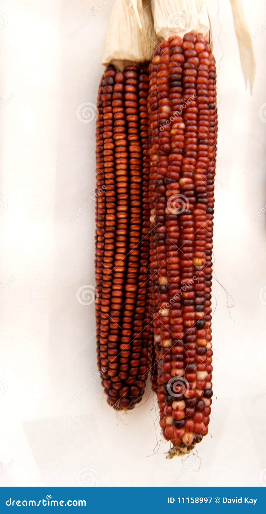 Milho indiano imagem de stock. Imagem de semente, festivo - 11158997