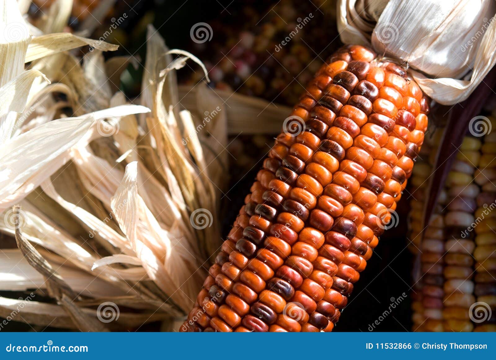 Milho indiano foto de stock. Imagem de cores, nave, milho - 11532866