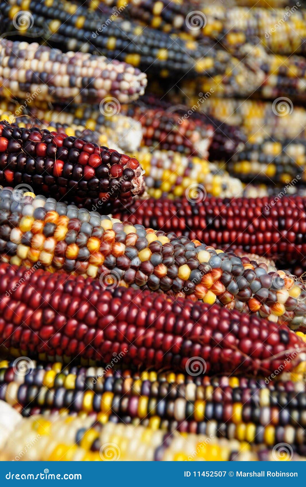 Milho indiano #2 imagem de stock. Imagem de milho, produto - 11452507