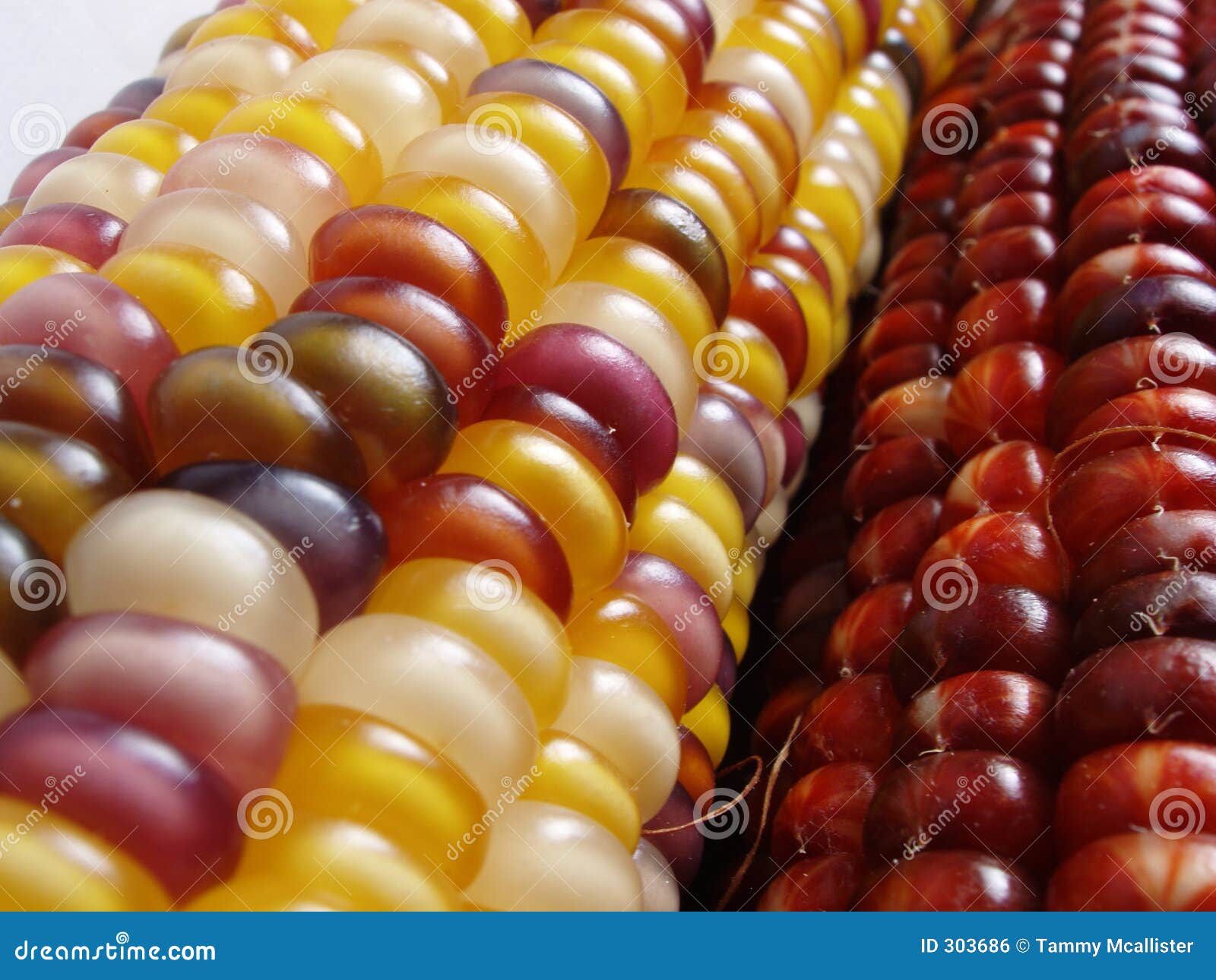 Milho indiano foto de stock. Imagem de ensolarado, colheita - 303686