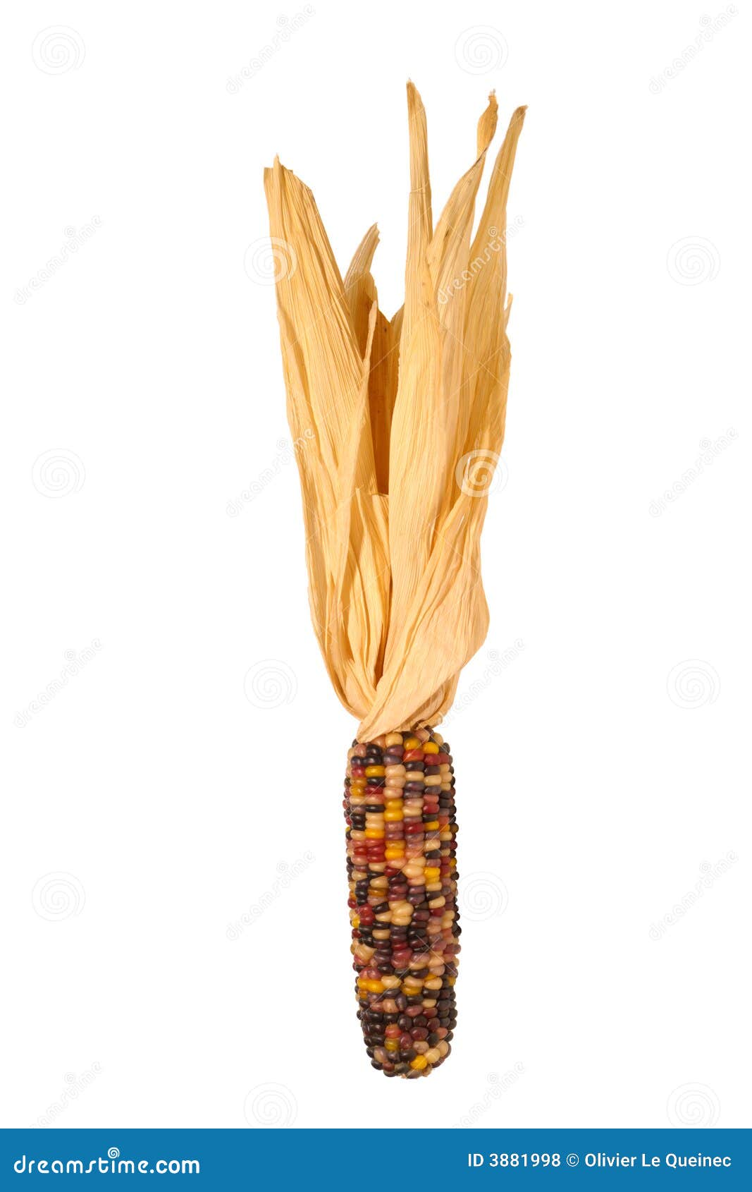 Milho indiano foto de stock. Imagem de colheita, cubo - 3881998