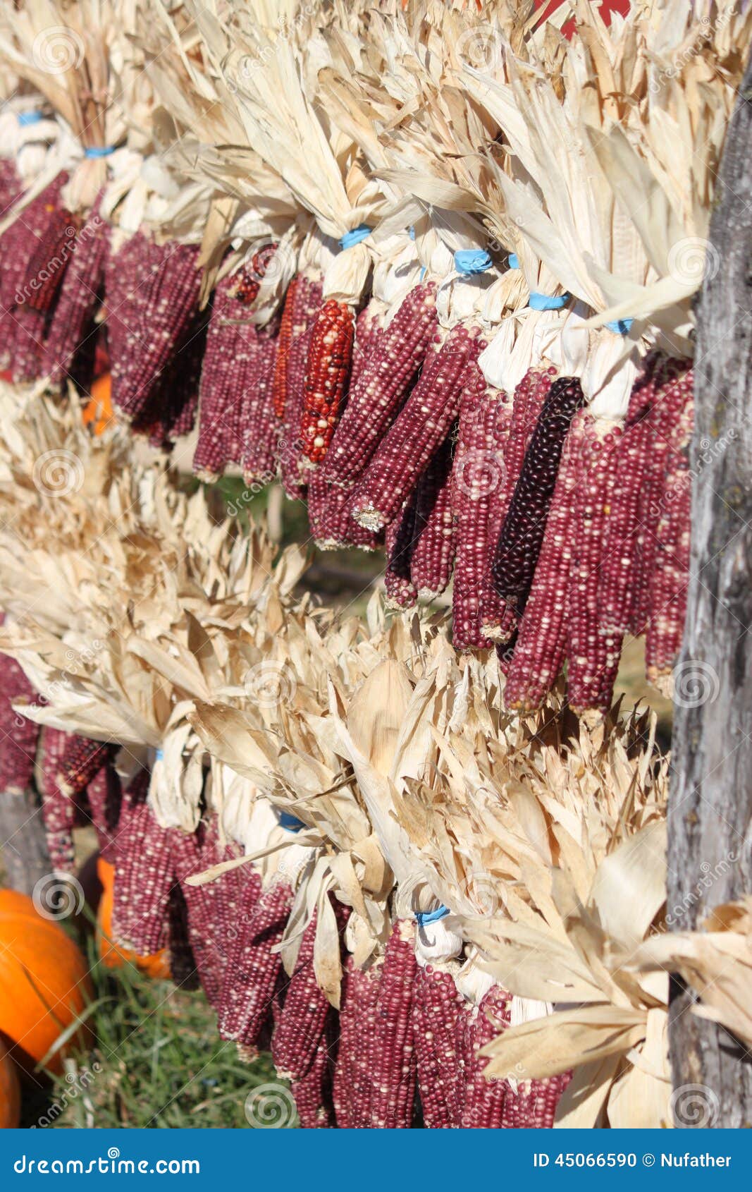 Milho indiano foto de stock. Imagem de doce, fresco, delicadeza - 45066590