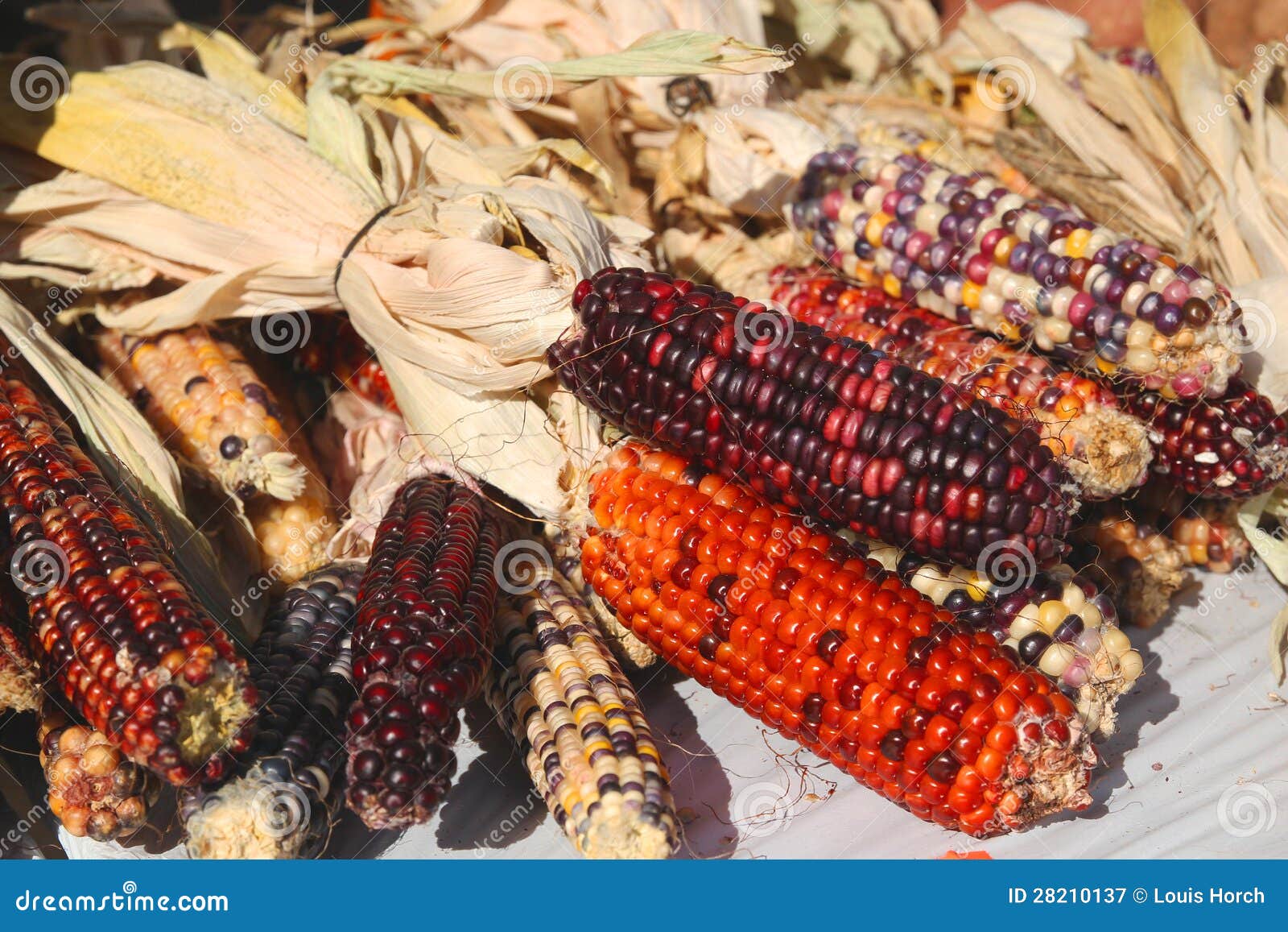 Milho indiano da queda imagem de stock. Imagem de detalhe - 28210137