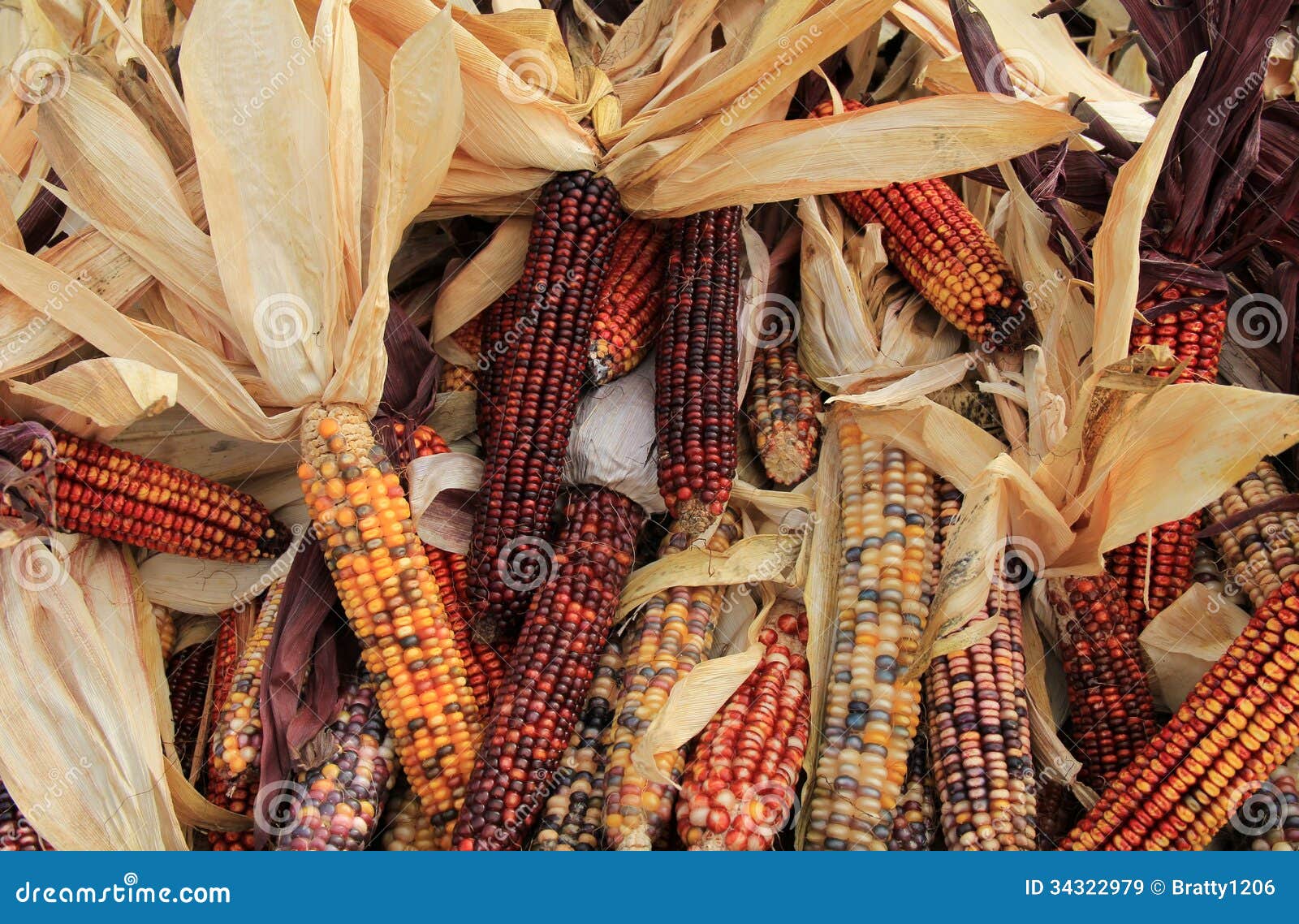 Milho Indiano a Dar Boas-vindas Na Queda Imagem de Stock - Imagem de ...