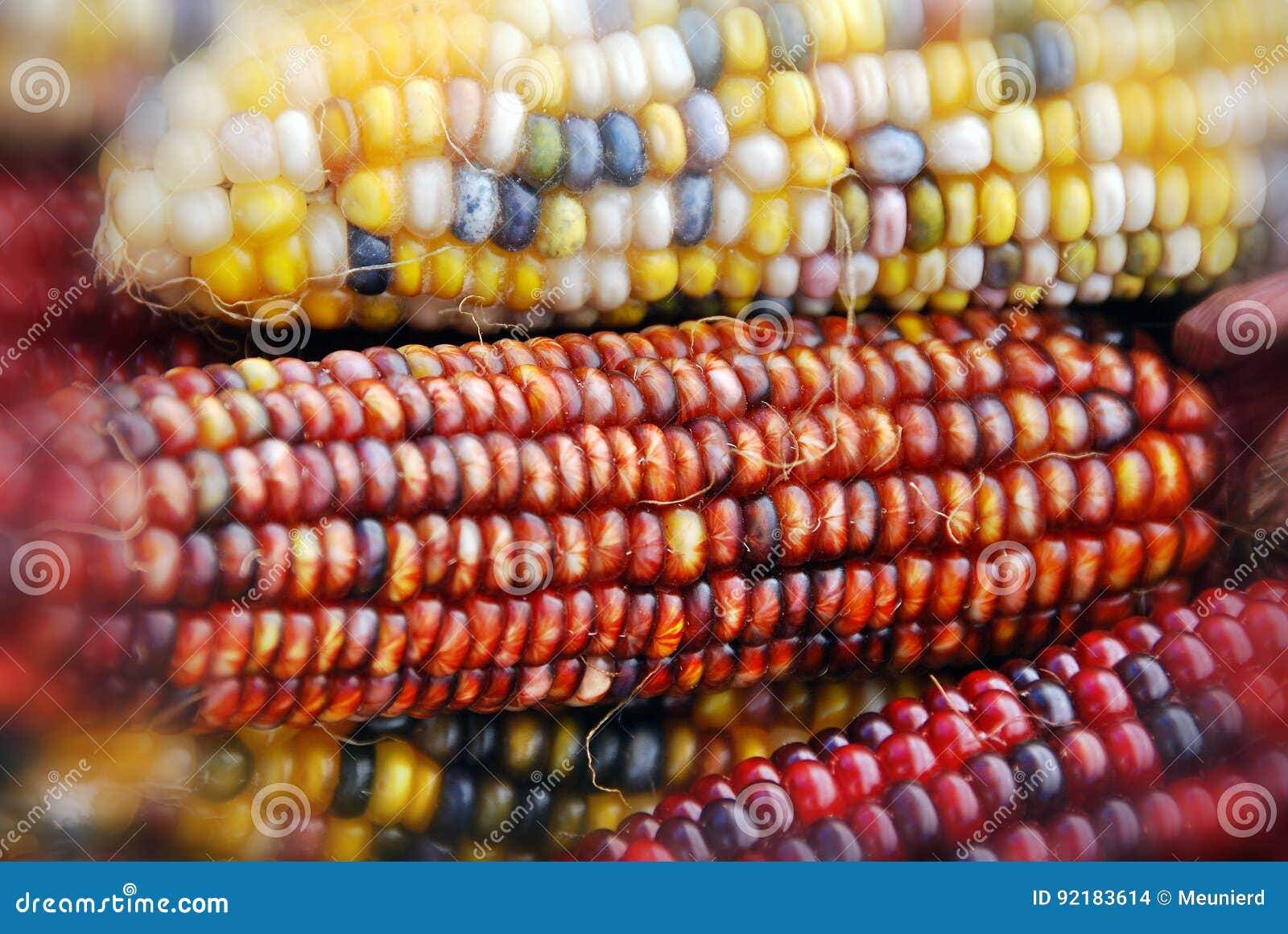 Milho Indiano Secado Colorido Foto de Stock - Imagem de colorido, queda ...