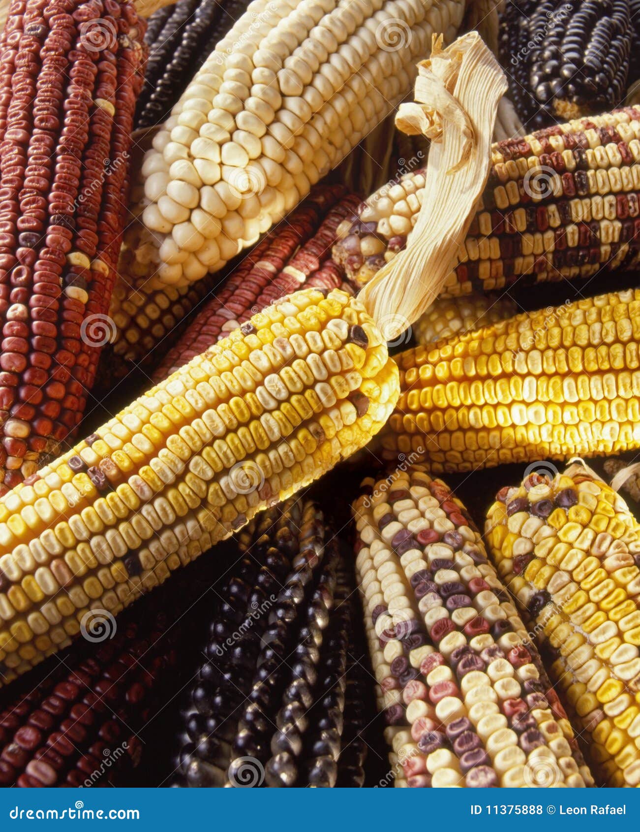 Milho mexicano colorido foto de stock. Imagem de textura - 11375888