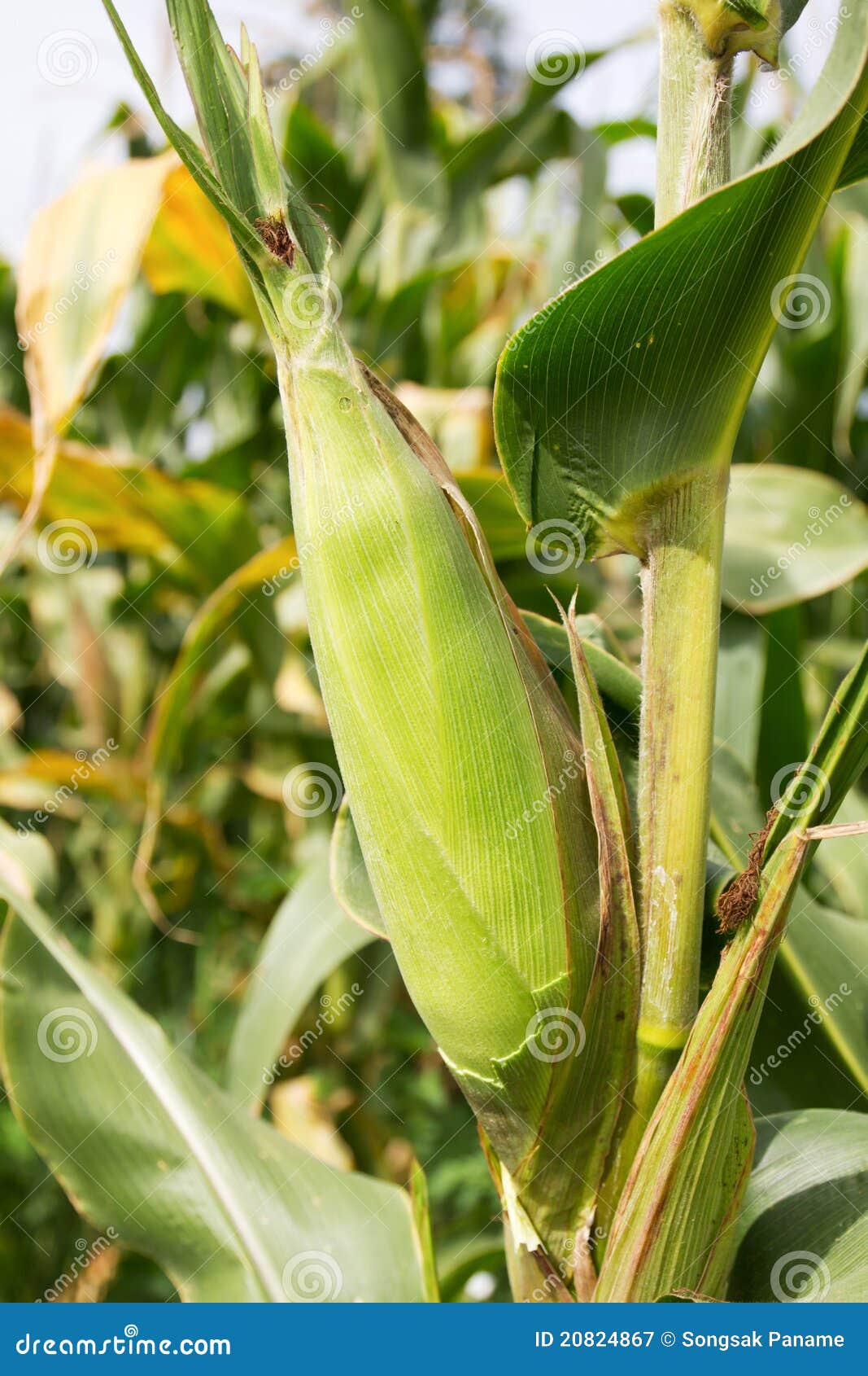 Milho na haste imagem de stock. Imagem de cenas, folhas - 20824867