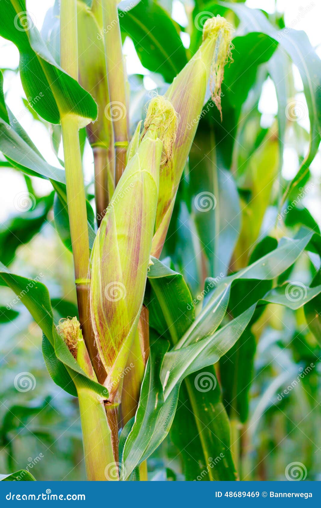 Milho Na Haste No Campo De Milho Imagem de Stock - Imagem de planta ...