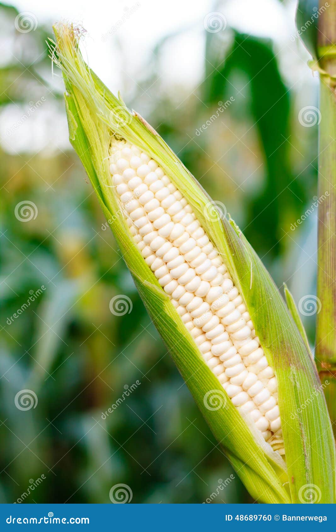 Milho Na Haste No Campo De Milho Foto de Stock - Imagem de maduro ...