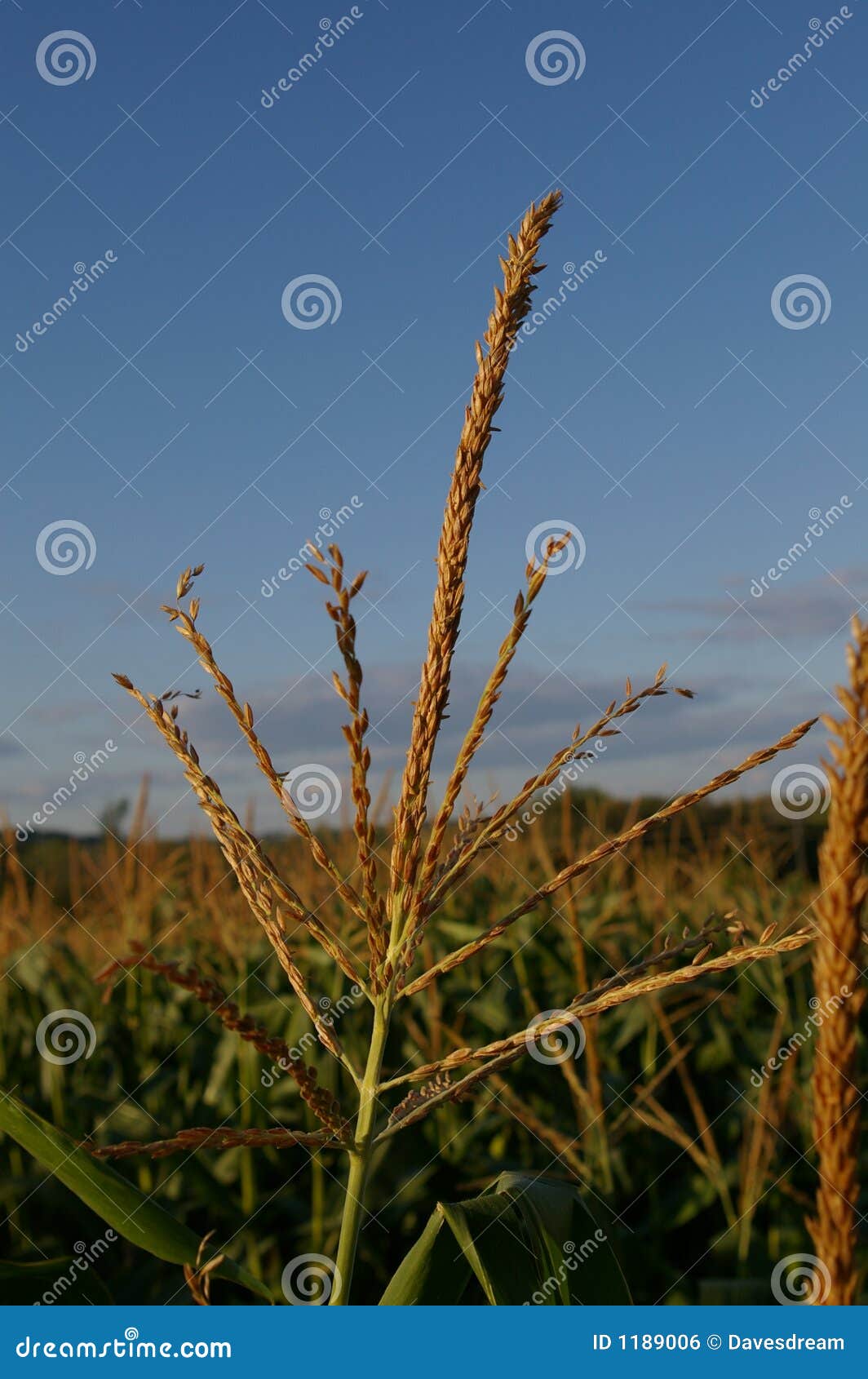 Milho no vento foto de stock. Imagem de colheita, thanksgiving - 1189006