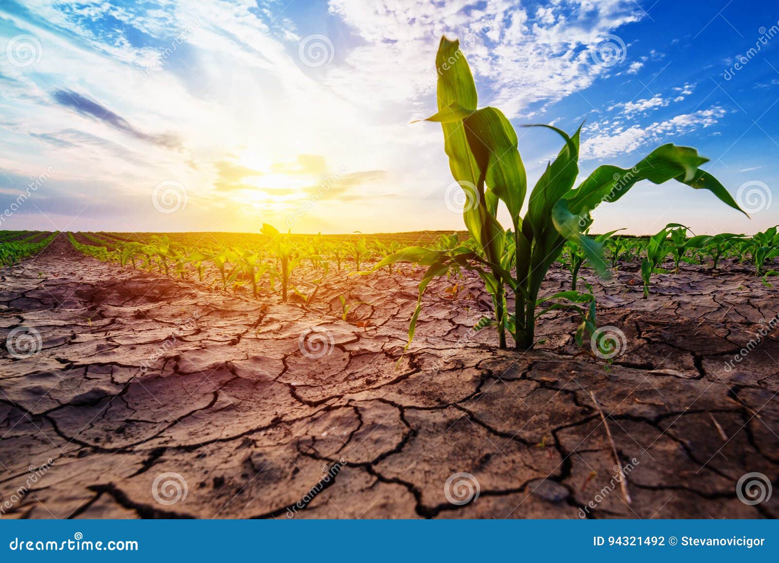 Milho Novo Que Cresce No Ambiente Seco Foto de Stock - Imagem de ...