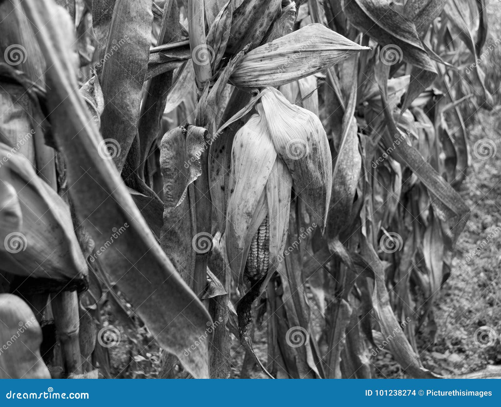 Milho preto e branco foto de stock. Imagem de orgânico - 101238274