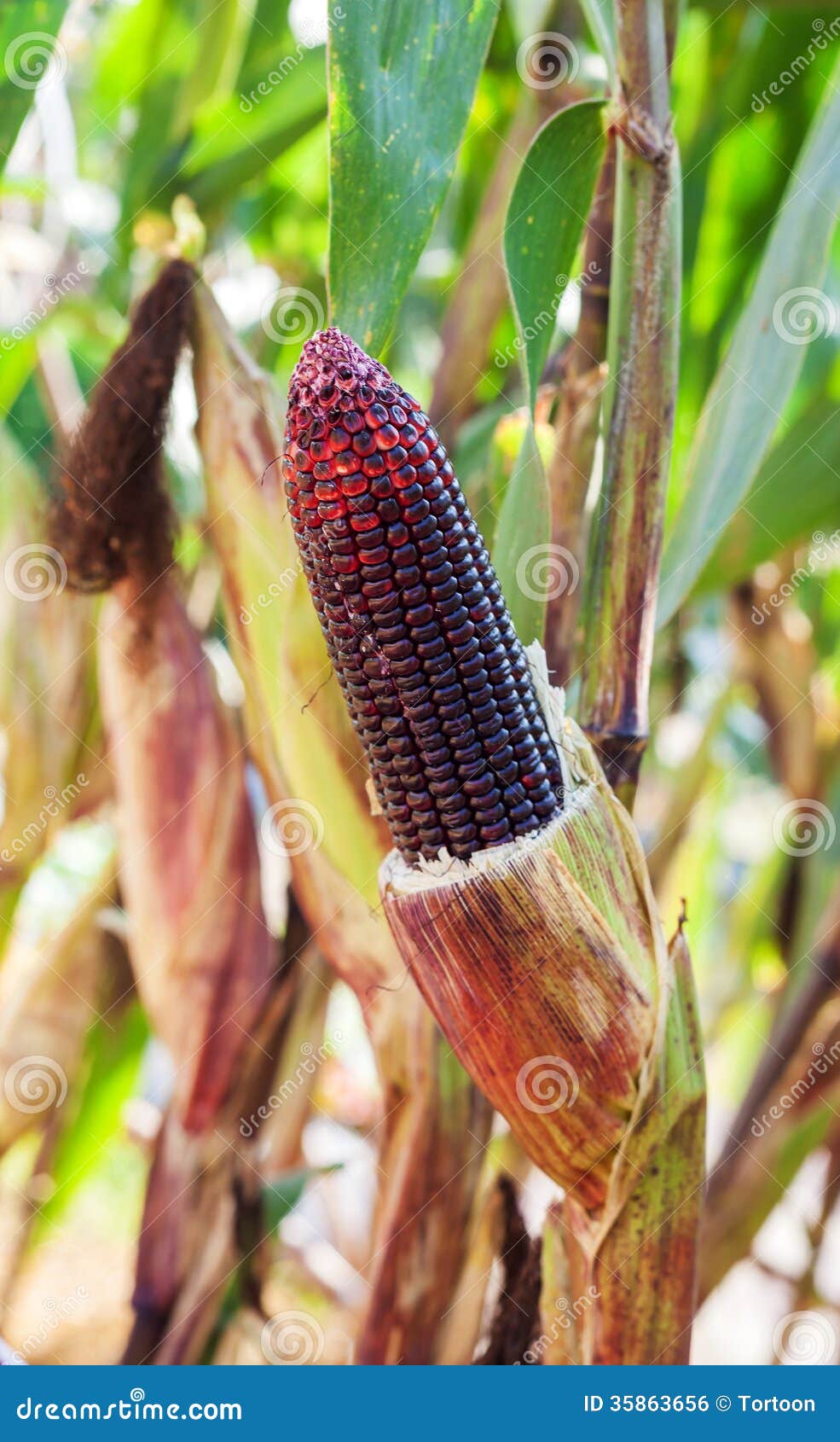 Milho roxo na planta foto de stock. Imagem de outono - 35863656