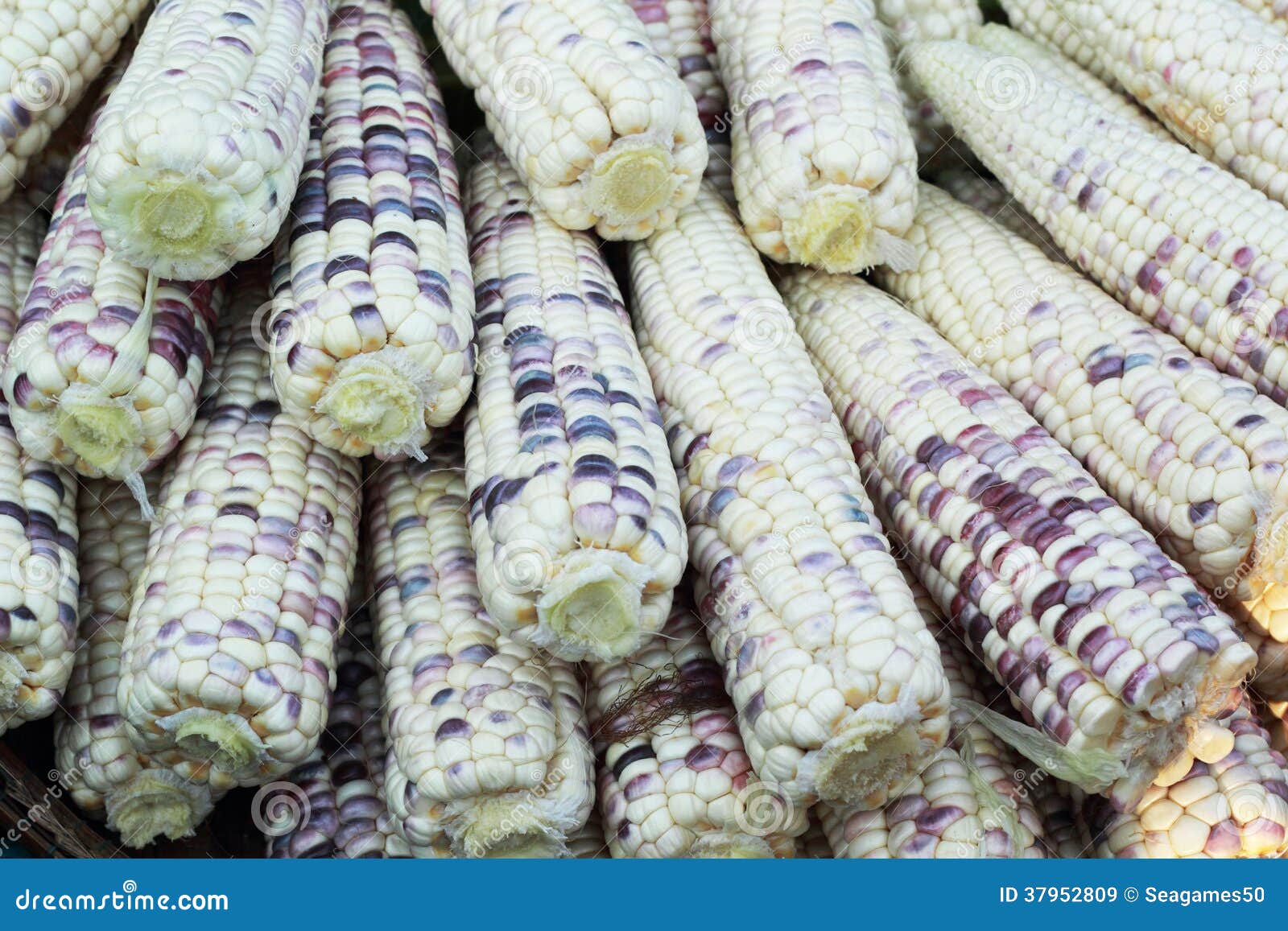 Milho Roxo No Fundo De Madeira Imagem de Stock - Imagem de doce ...