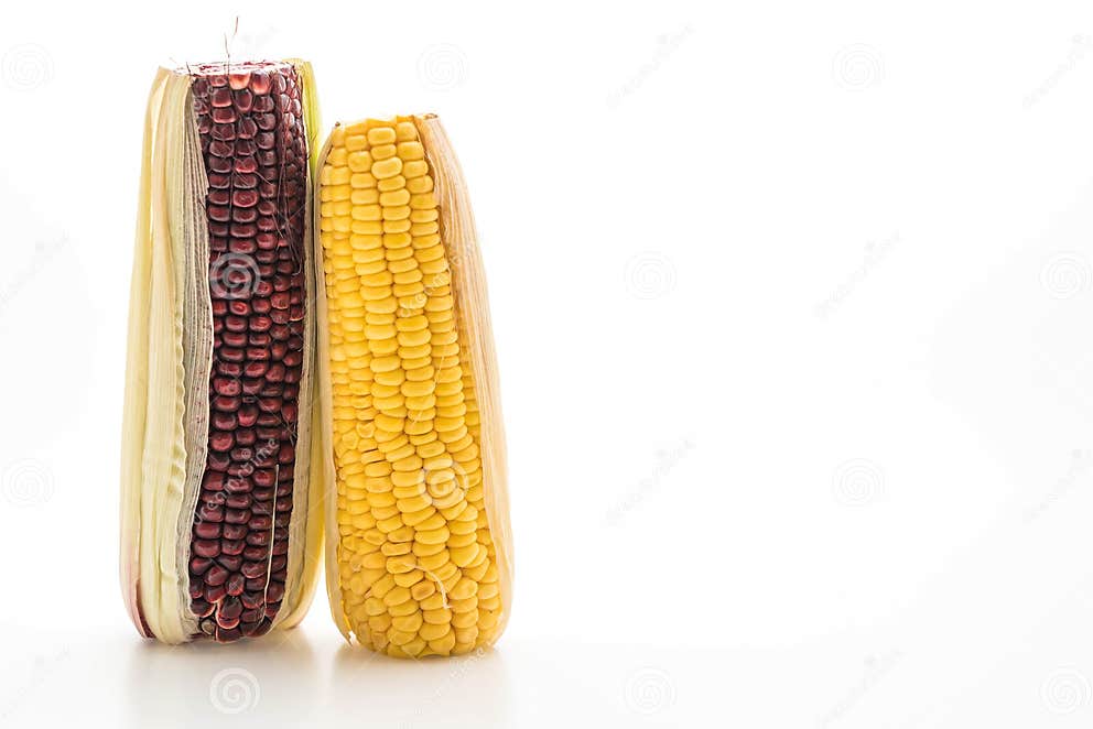 Milho Roxo Ou Milho Preto Do Milho E O Normal Imagem de Stock - Imagem ...