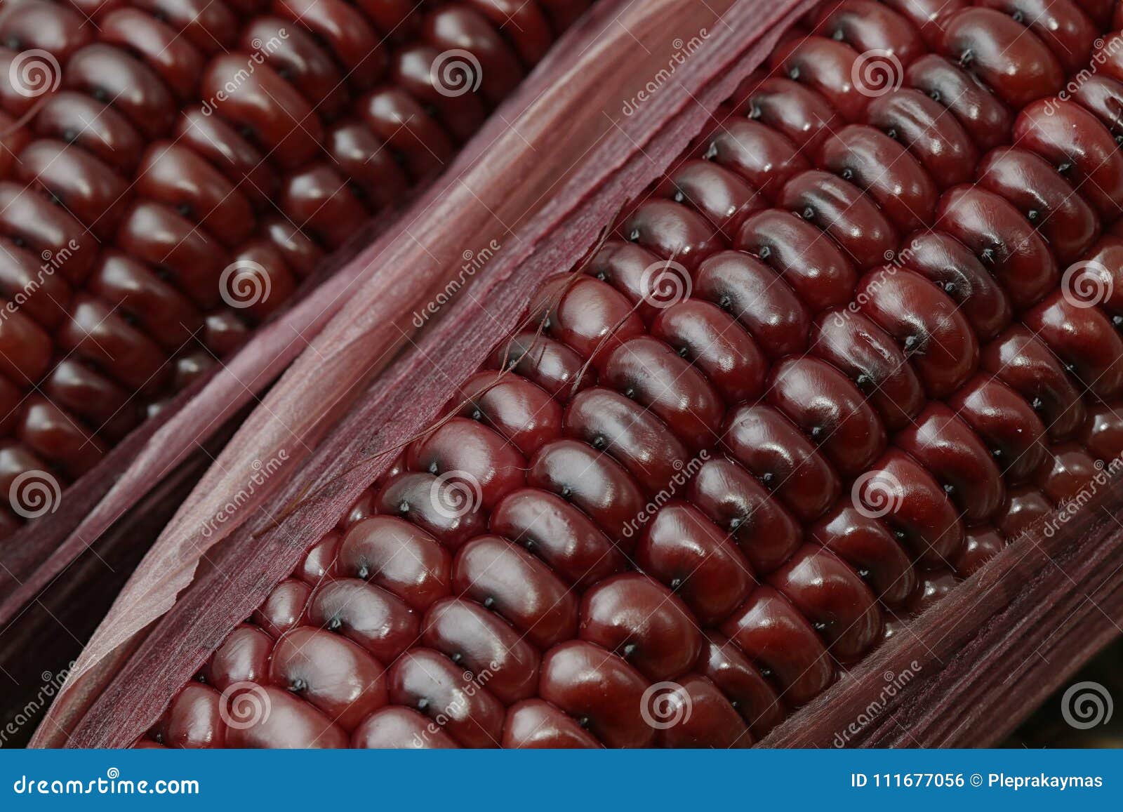 Milho Roxo, Textura E Fundo Foto de Stock - Imagem de milho, fresco ...