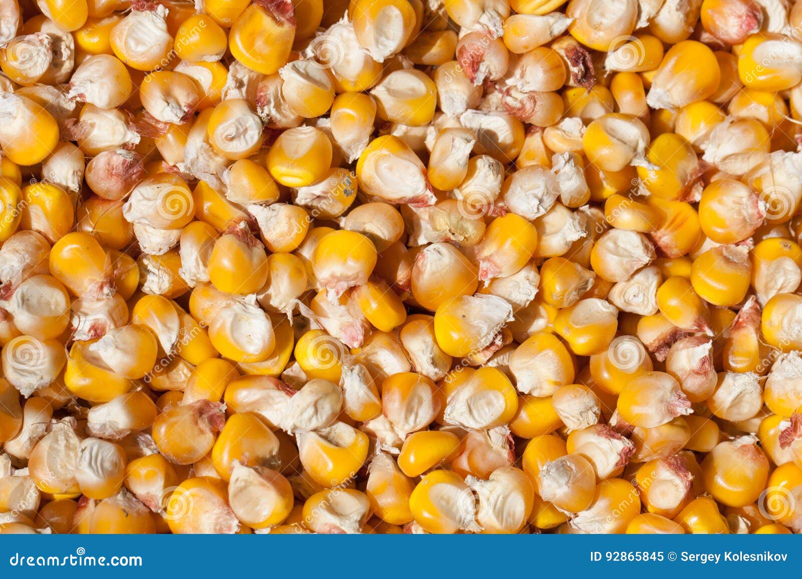 Milho Secado Como Um Fundo Vista Superior Imagem de Stock - Imagem de ...