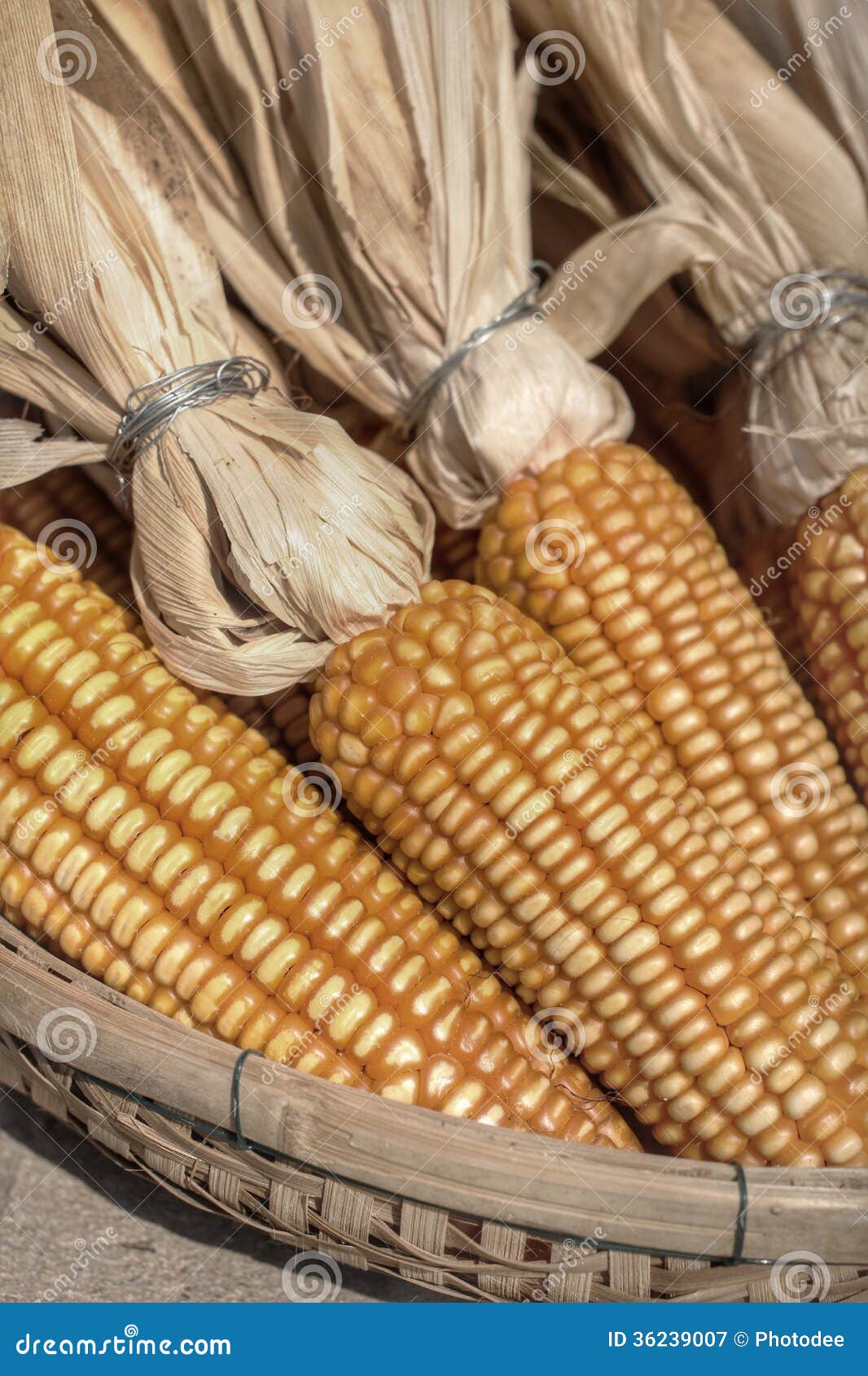 Milho secado da espiga imagem de stock. Imagem de textura - 36239007