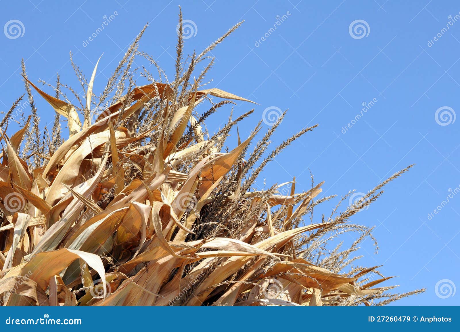 Milho secado da folha imagem de stock. Imagem de milho - 27260479