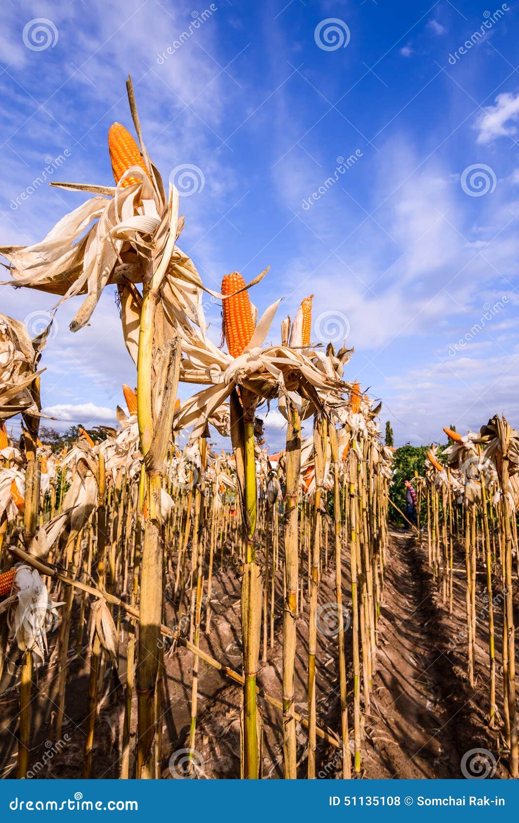 Milho Secado Em Um Campo De Milho Foto de Stock - Imagem de haste ...