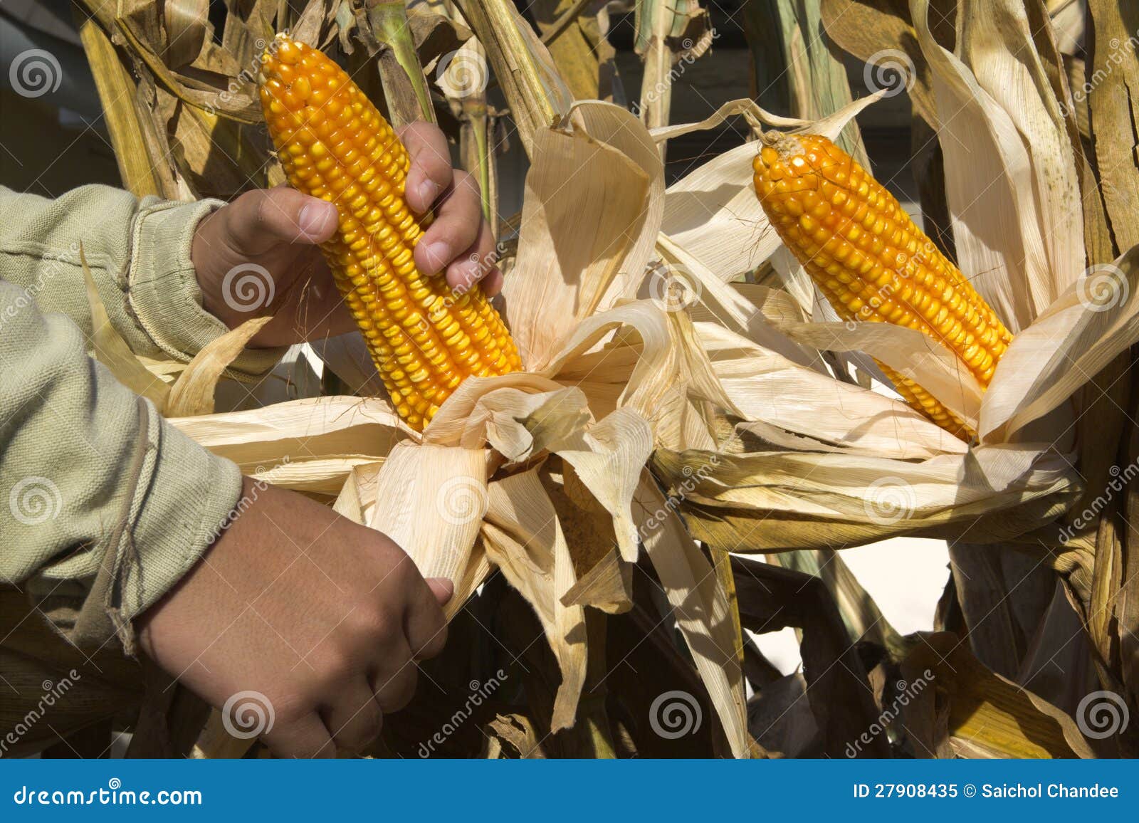 Milho seco imagem de stock. Imagem de verde, alimento - 27908435