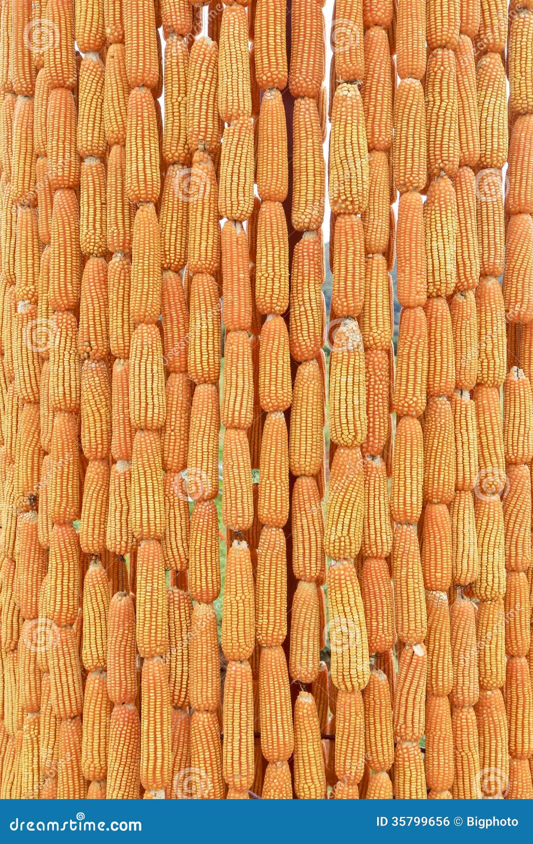 Milho seco foto de stock. Imagem de orgânico, campo, ouro - 35799656