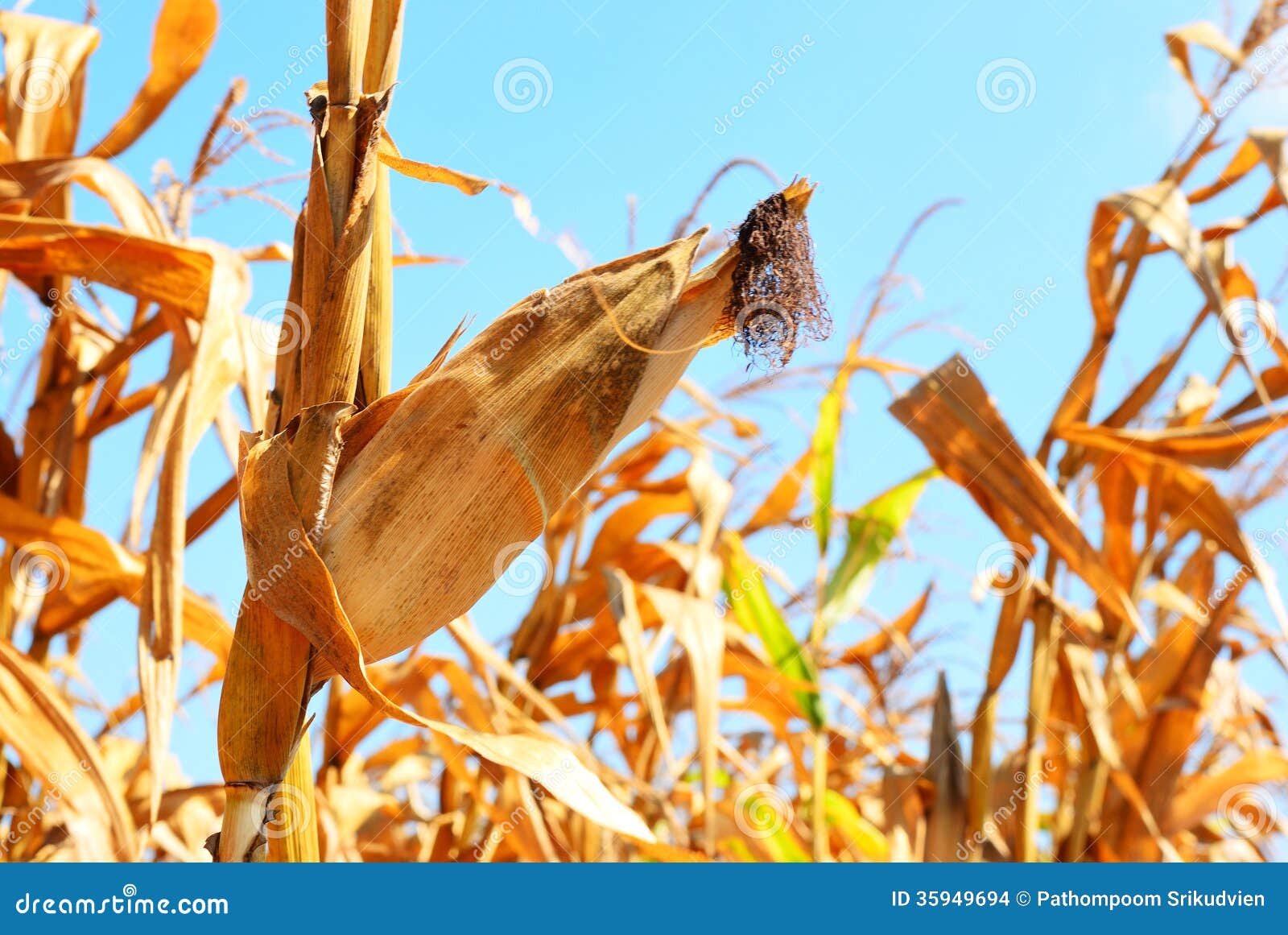 Milho seco foto de stock. Imagem de seco, solo, fértil - 35949694
