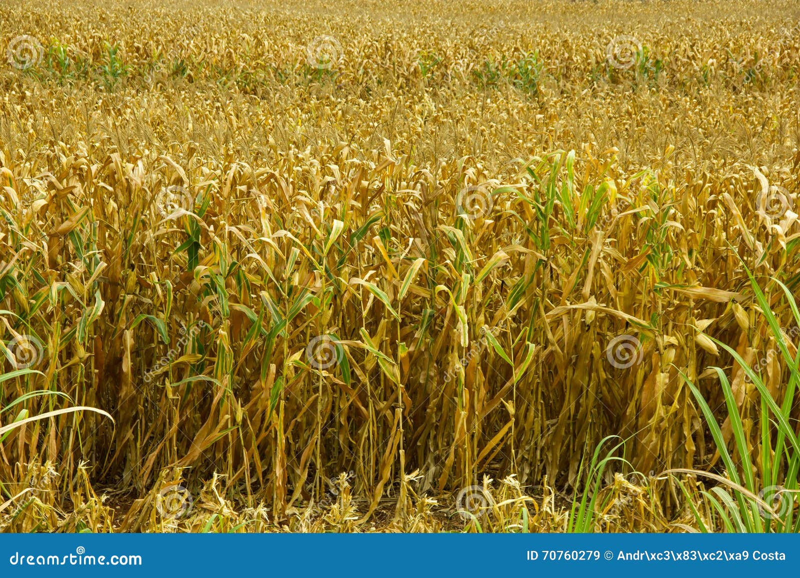 Milho seco imagem de stock. Imagem de agricultura, fazenda - 70760279