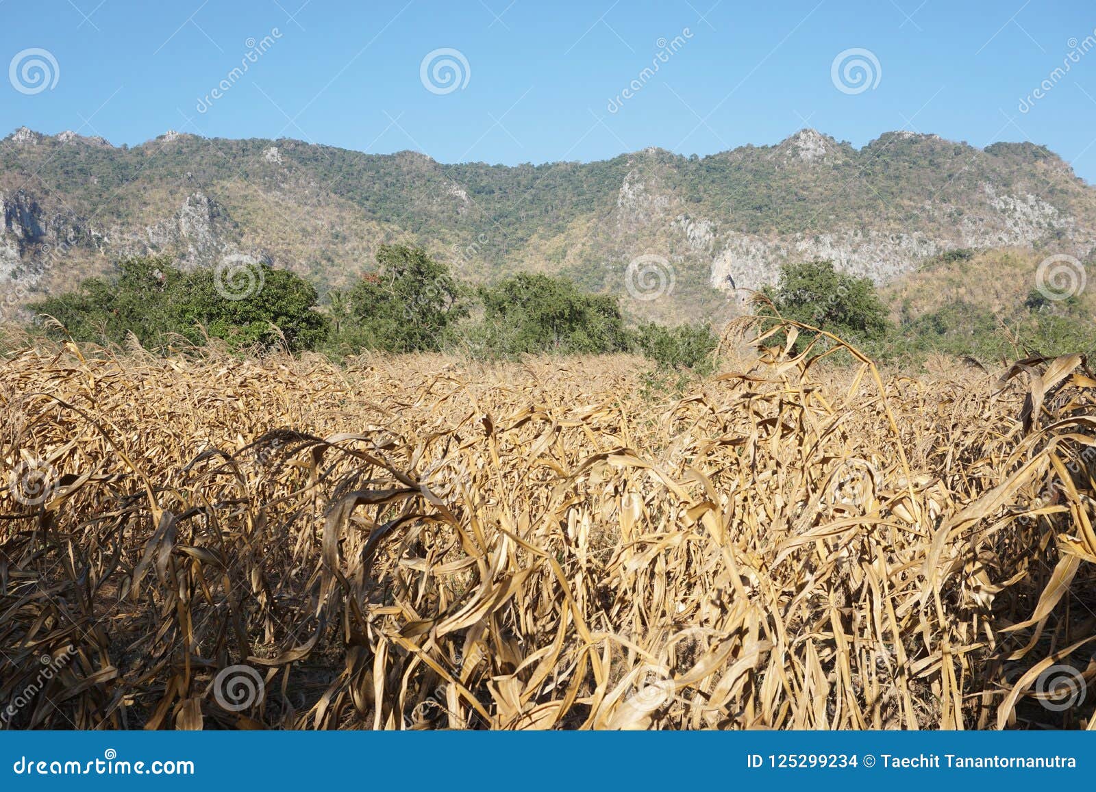 Milho seco arquivado foto de stock. Imagem de colheita - 125299234