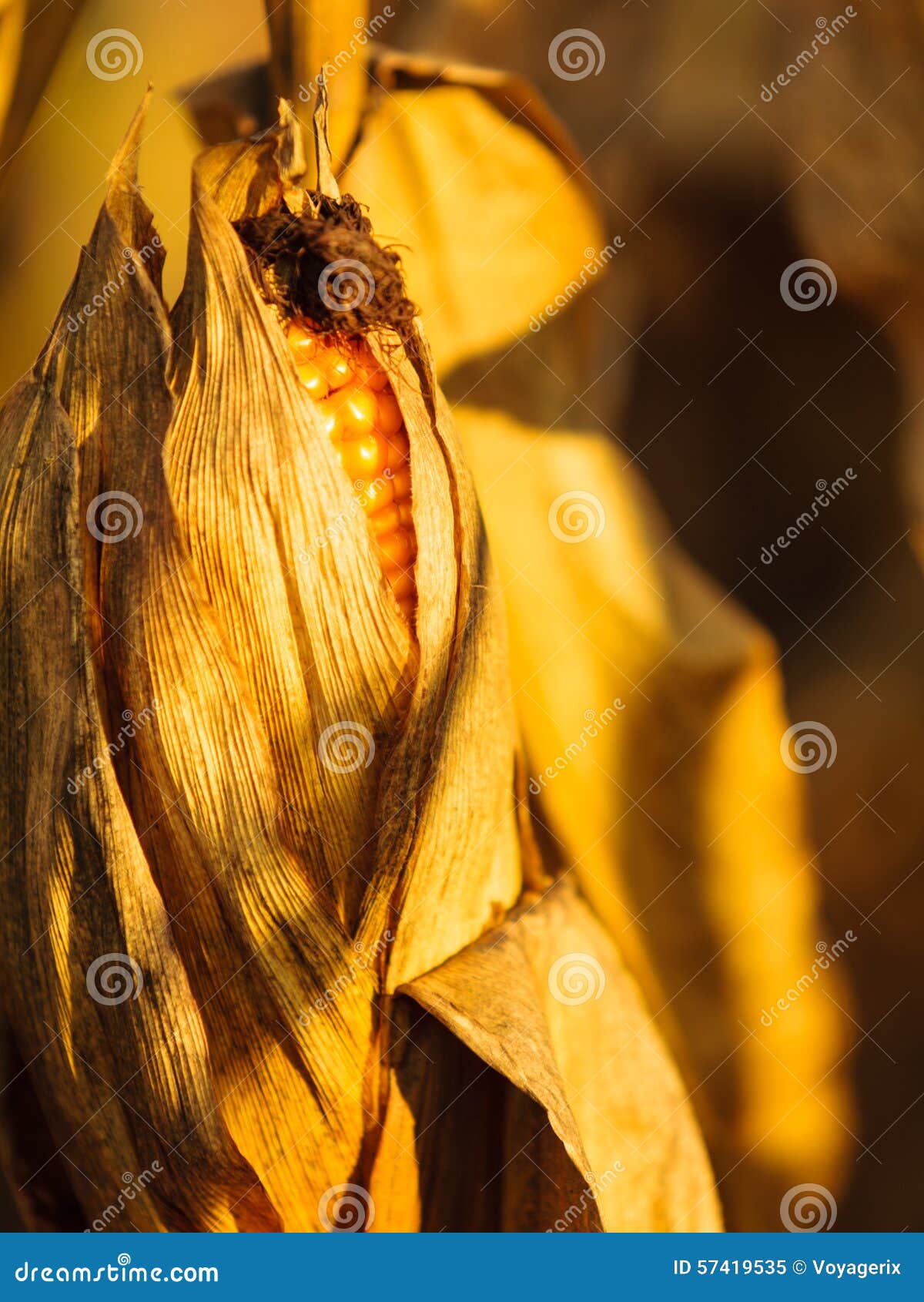 Milho Seco Na Haste No Campo Imagem de Stock - Imagem de dieta, folha ...