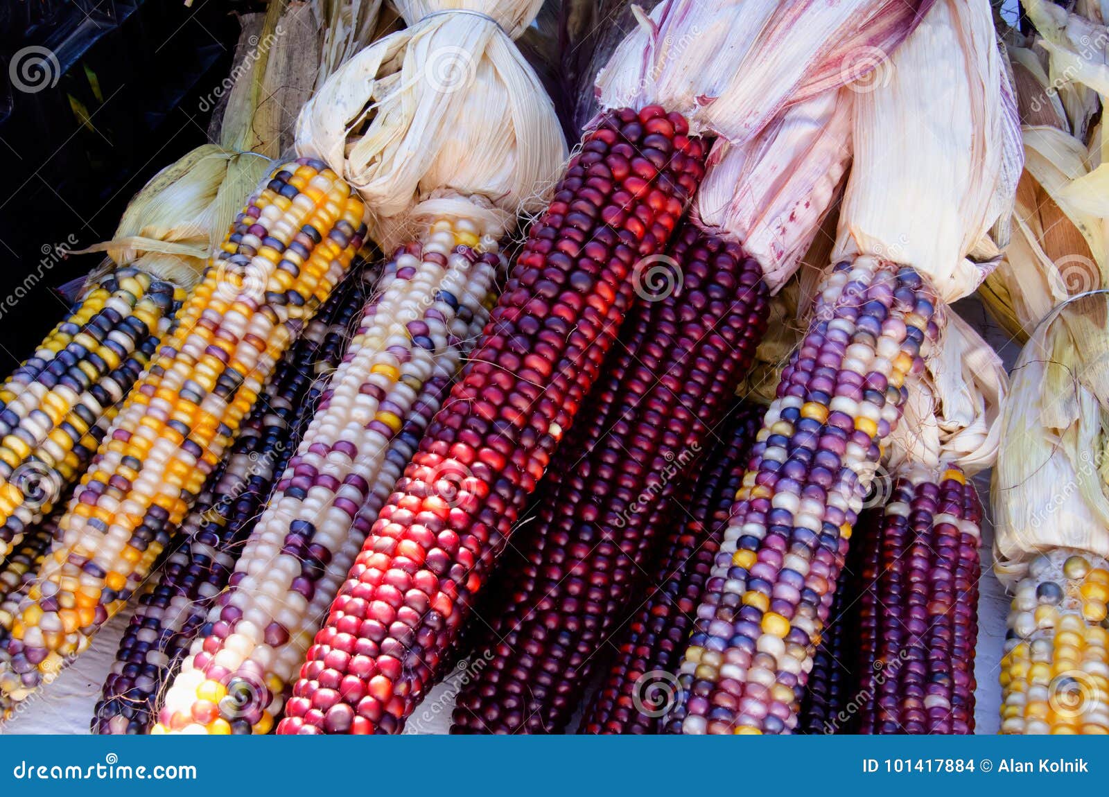 Milho selvagem colorido foto de stock. Imagem de gourd - 101417884