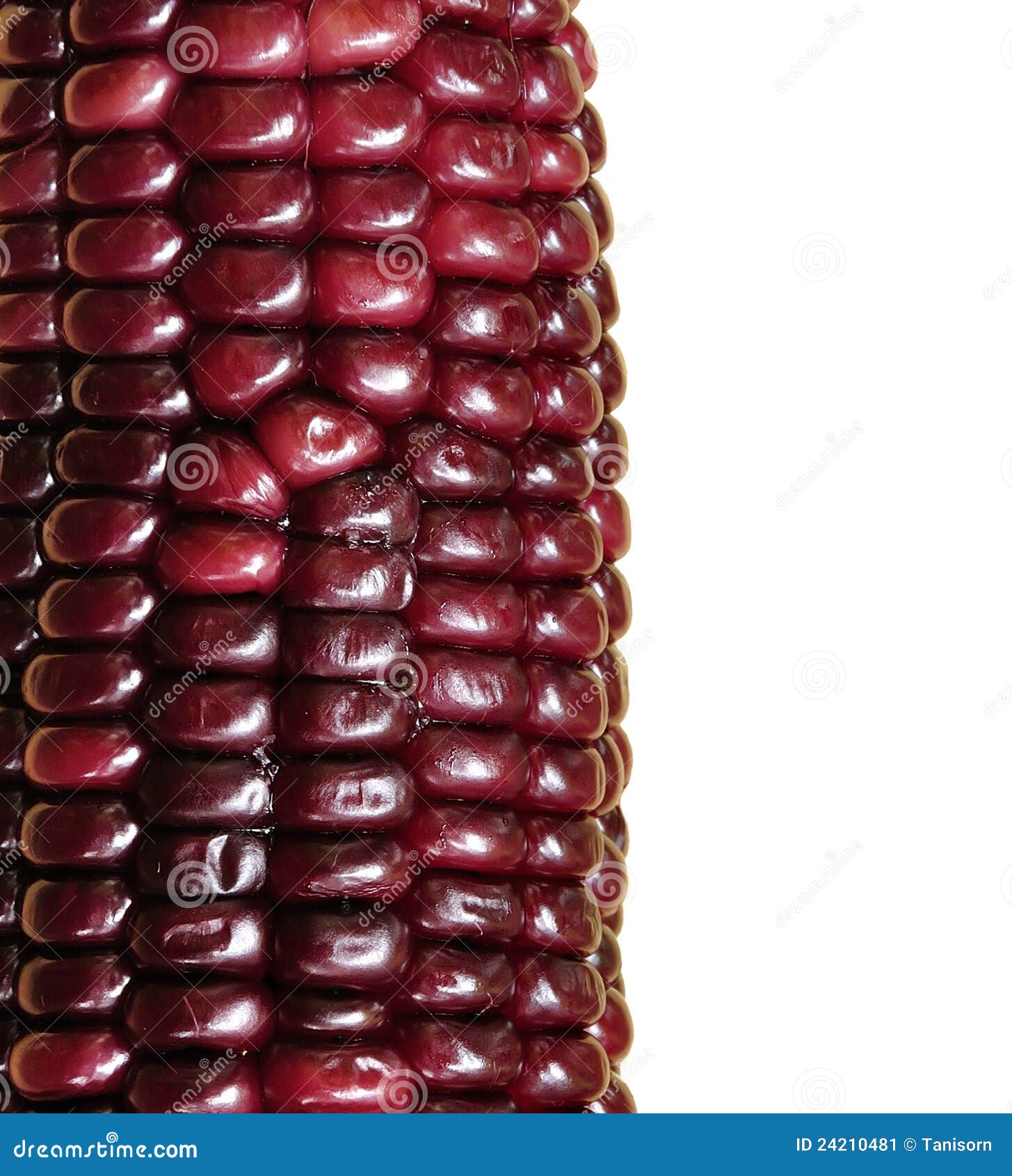 Milho Waxy Roxo Isolado No Fundo Branco Imagem de Stock - Imagem de ...