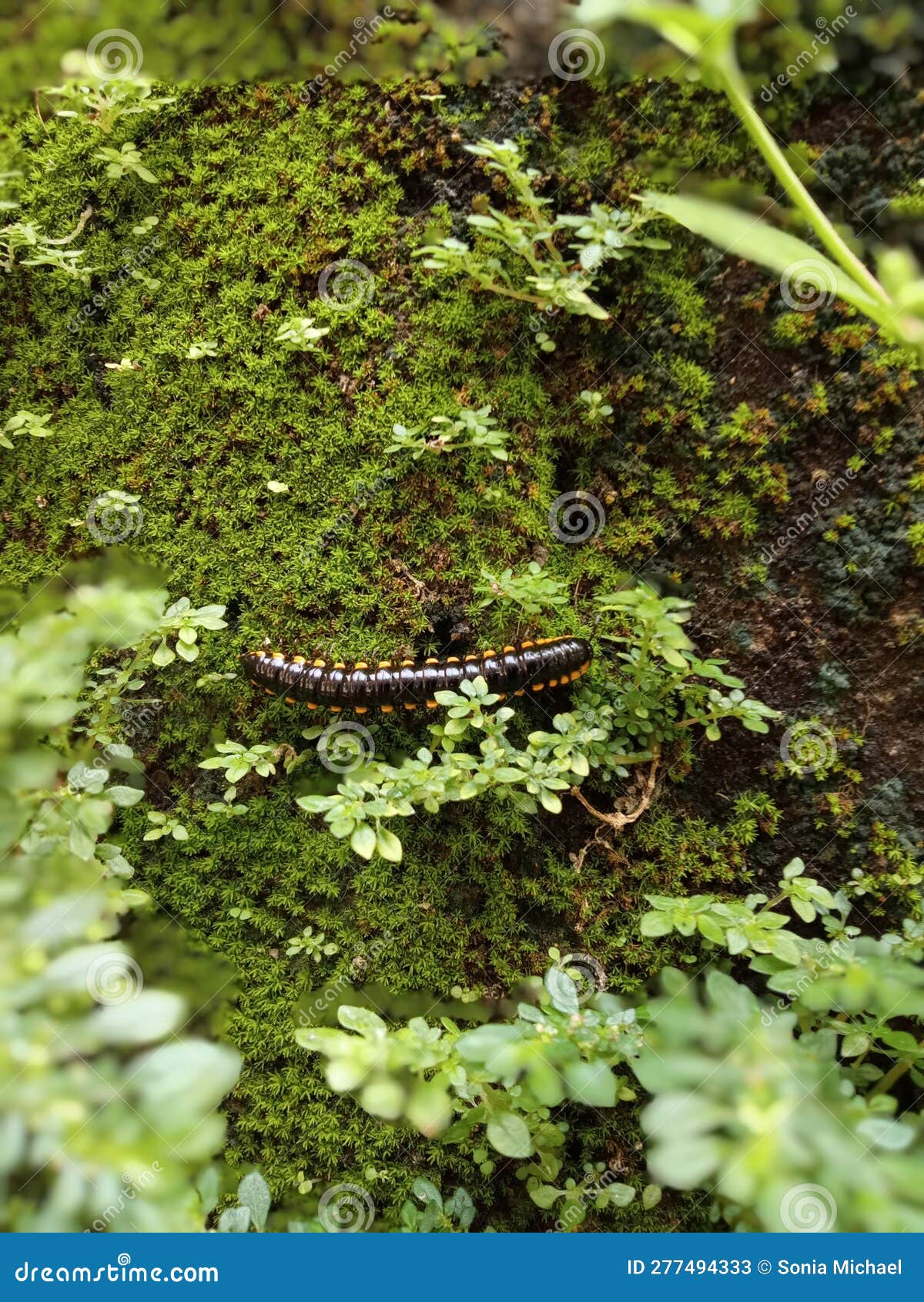 Milipede is Also Known As Chilognatha Stock Image - Image of animalia ...