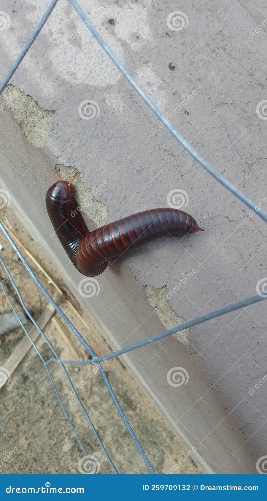 Manguzi Stock Photos - Free & Royalty-Free Stock Photos from Dreamstime